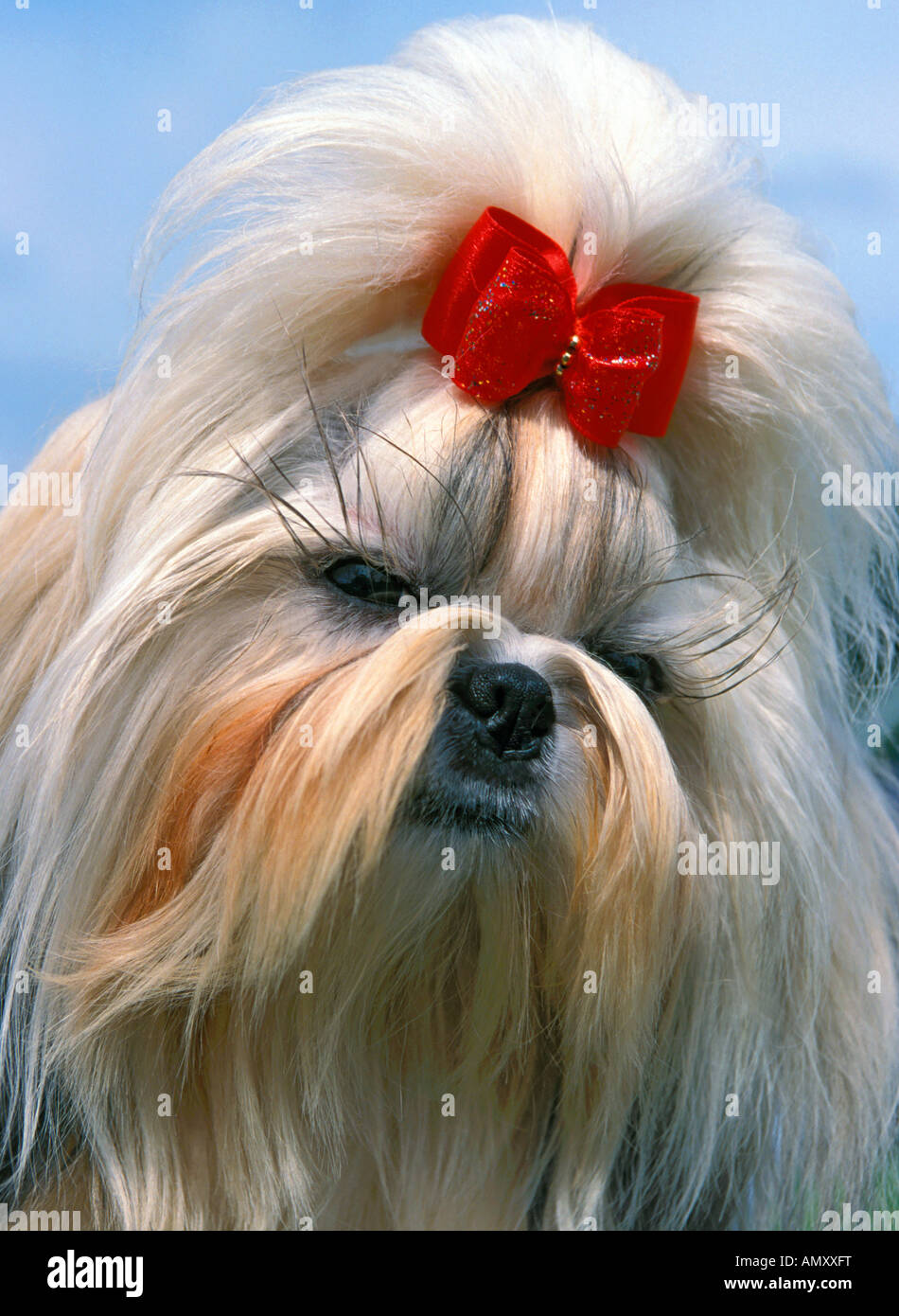 Shih Tsu dog with red ribbon portrait Stock Photo - Alamy
