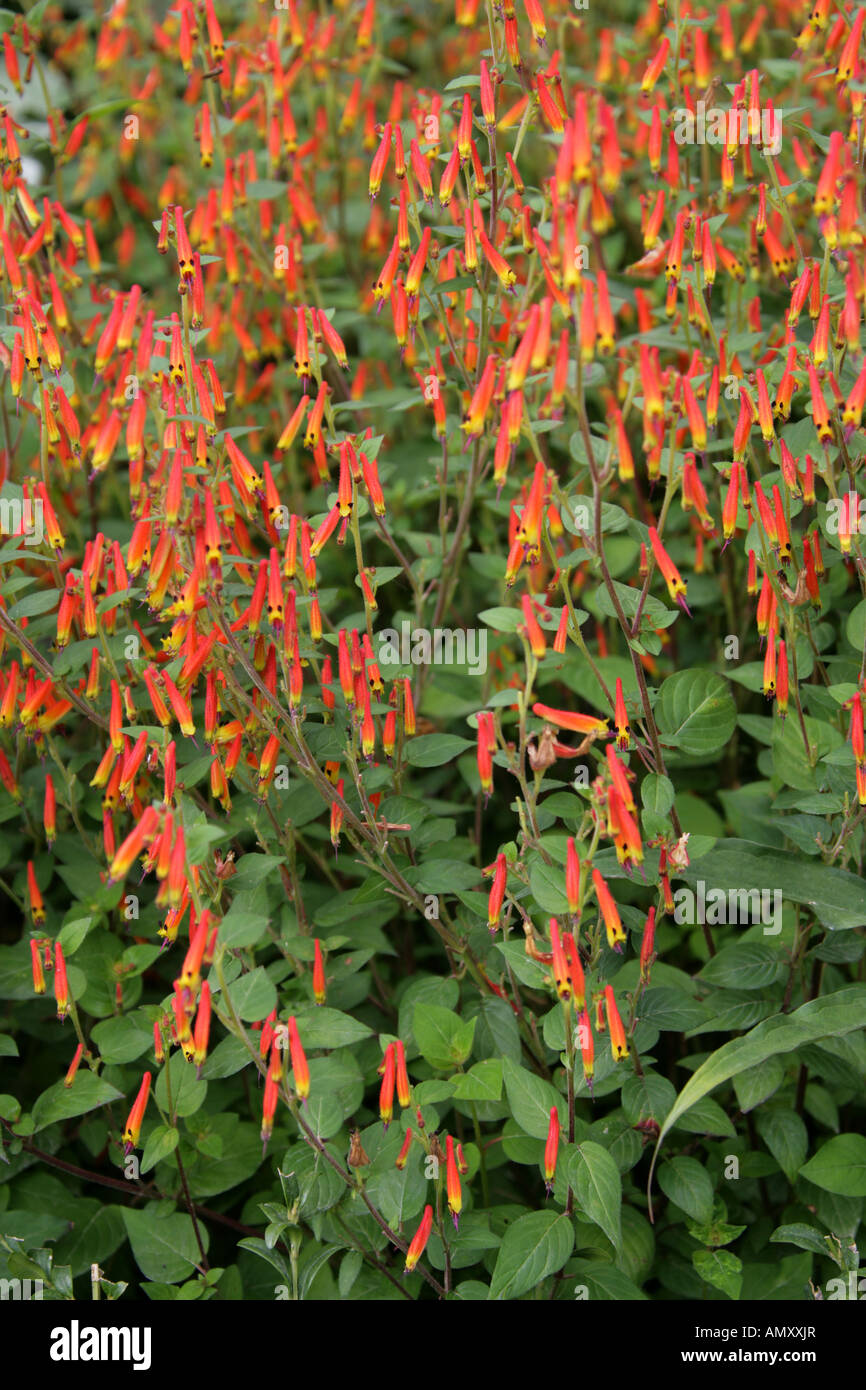 Cuphea cyanea hi-res stock photography and images - Alamy