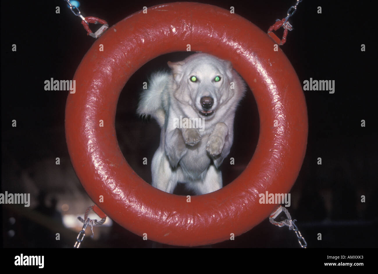 Jumping through a tire hi-res stock photography and images - Alamy