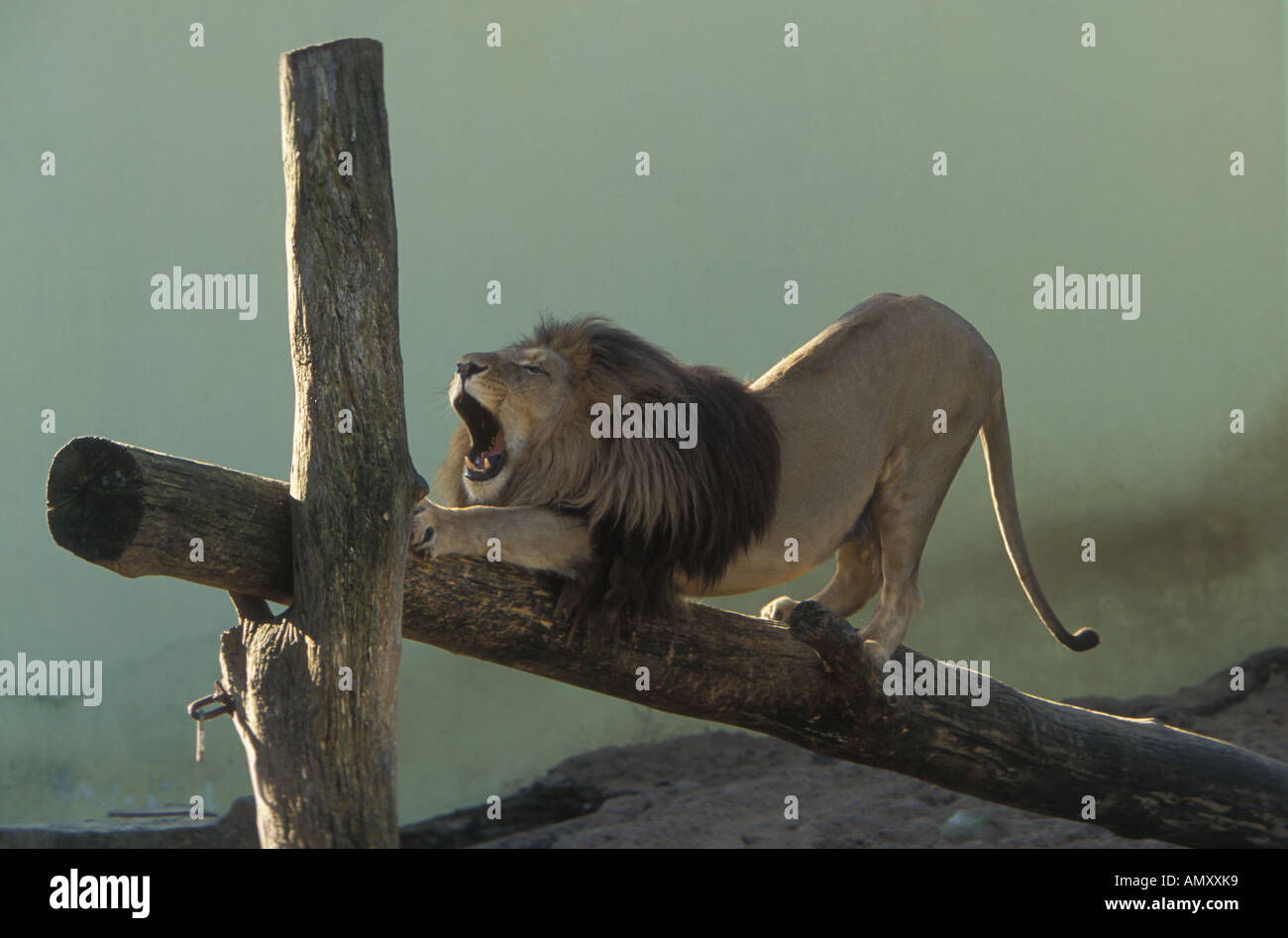 Lion at Riga zoo Stock Photo - Alamy