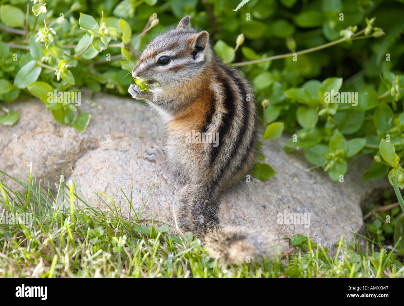 samll chipmunk feeding on a nut Stock Photo - Alamy