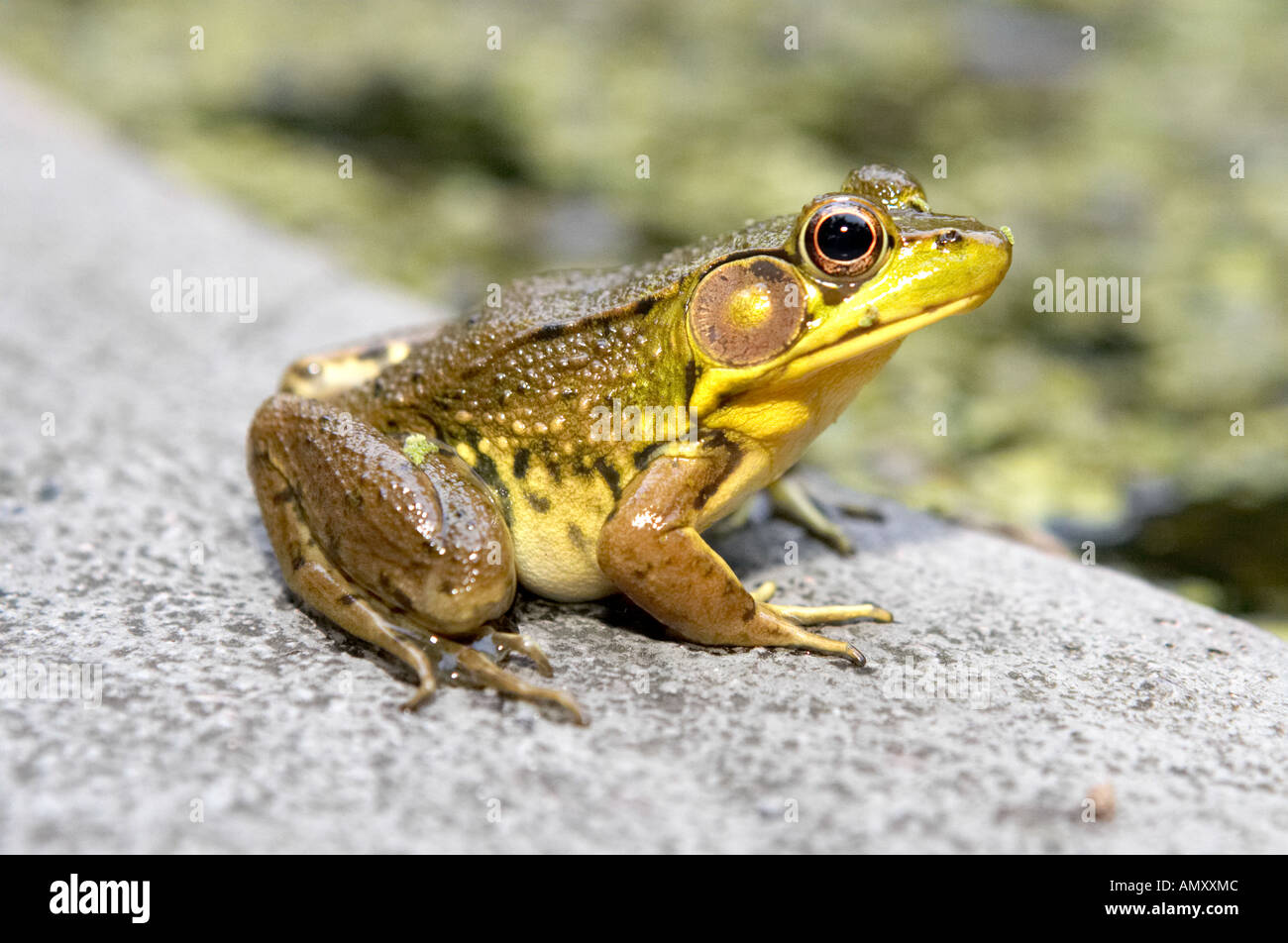 Forg hi-res stock photography and images - Alamy