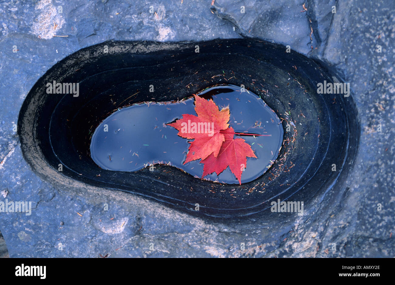 Holes in maple leaves hi-res stock photography and images - Alamy