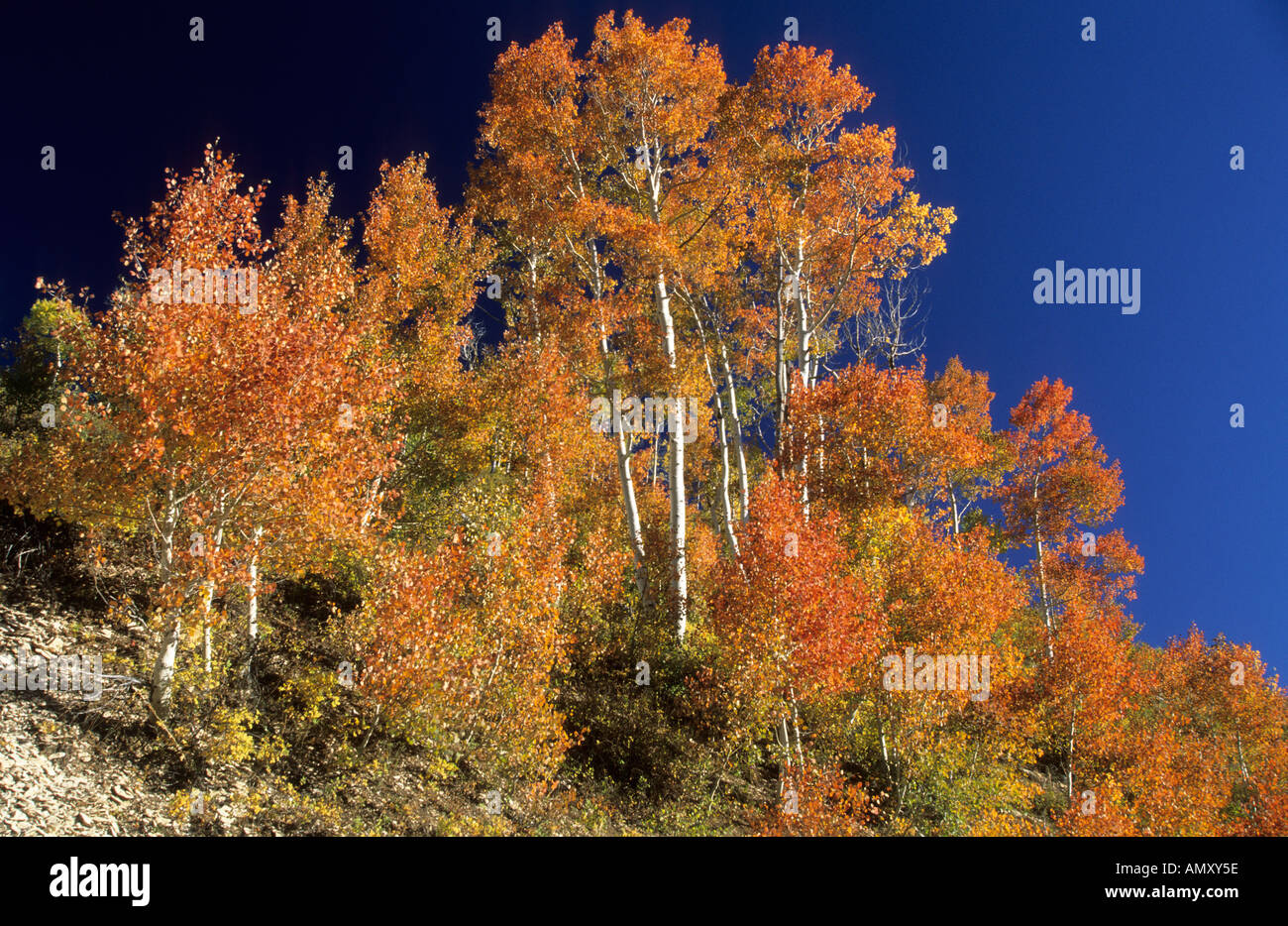 fall coloured aspen trees in the Wasatch Range Stock Photo - Alamy