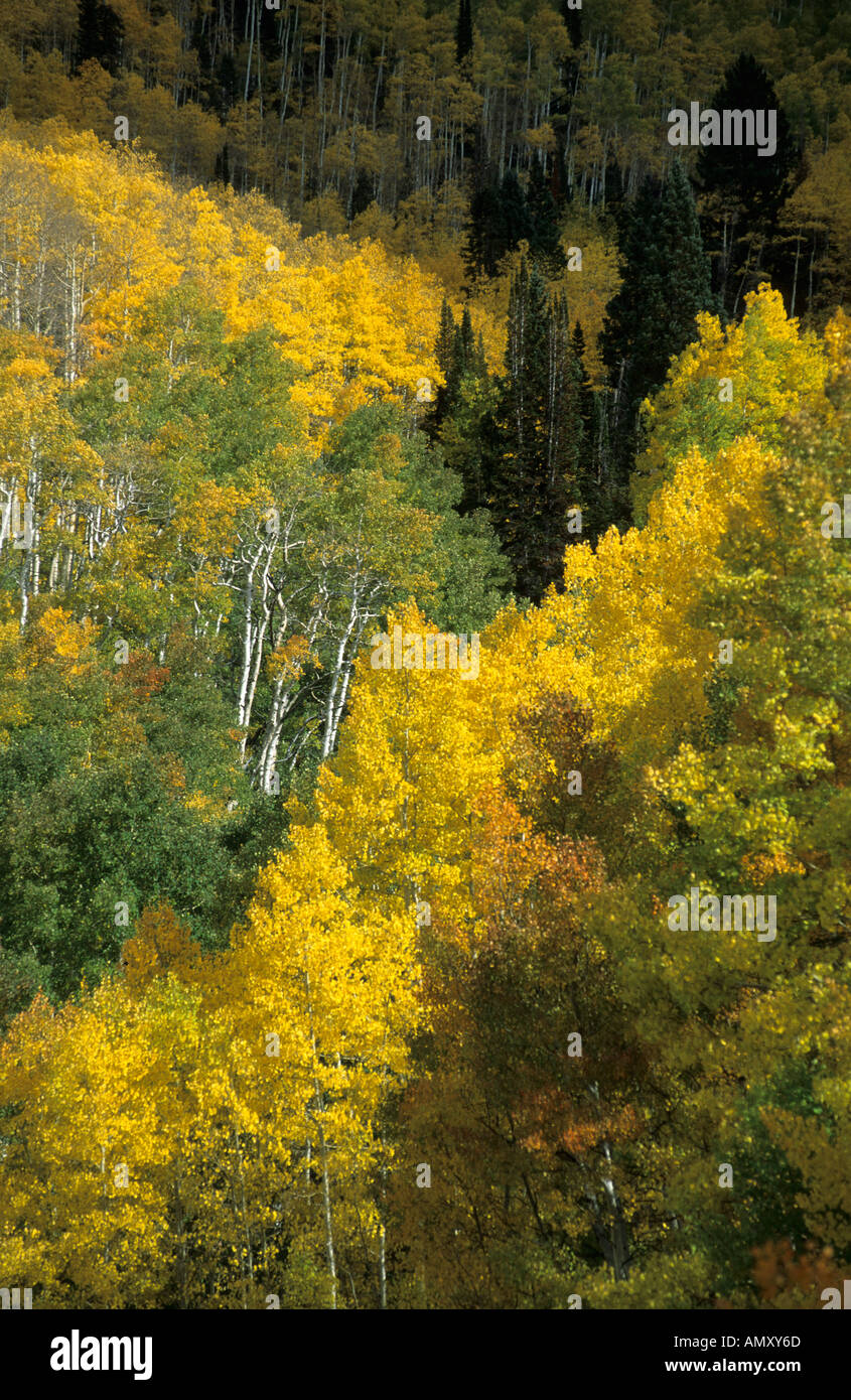 Uinta forests hi-res stock photography and images - Alamy