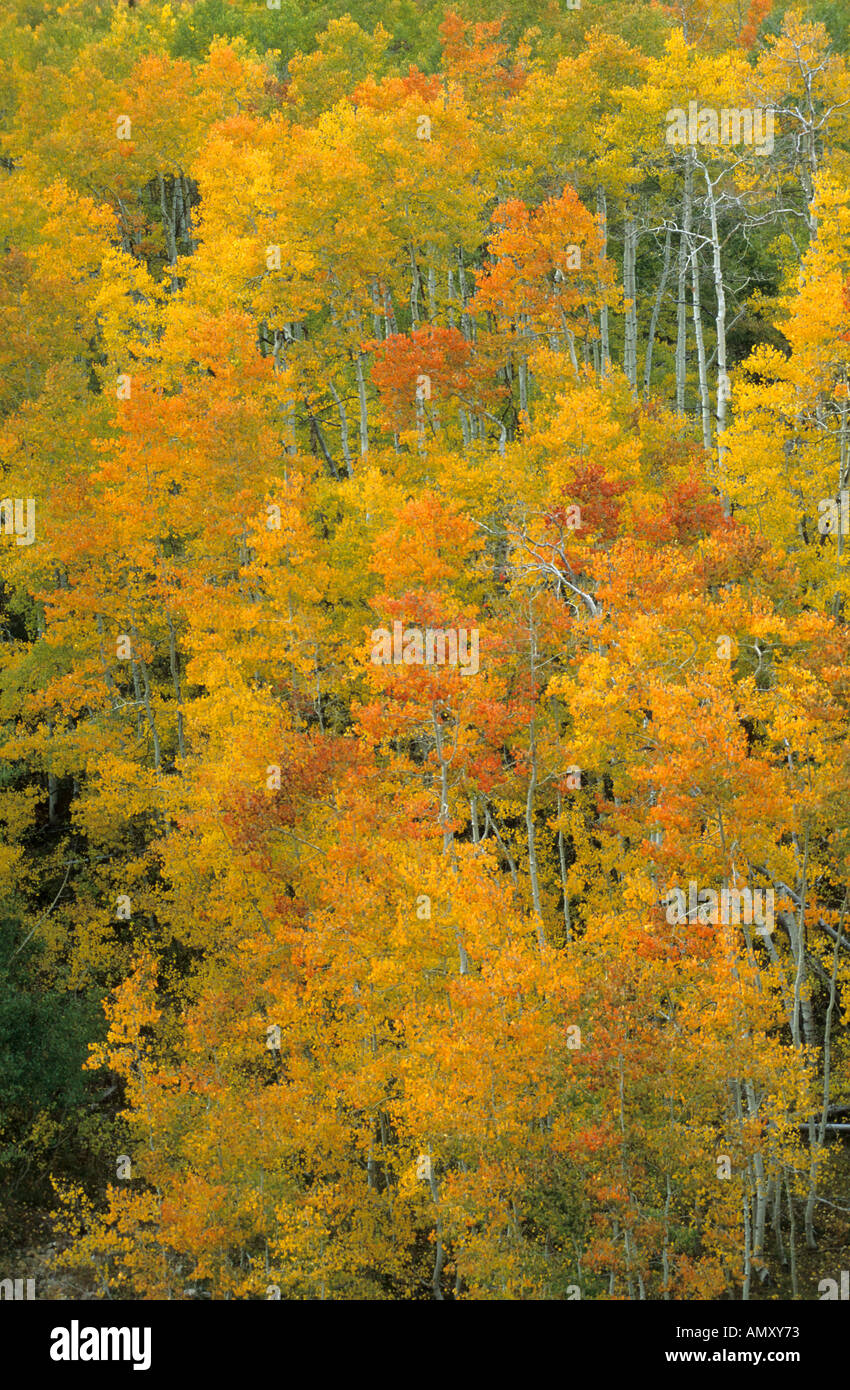 fall coloured forest in the Wasatch Range Alpine Loop Stock Photo - Alamy