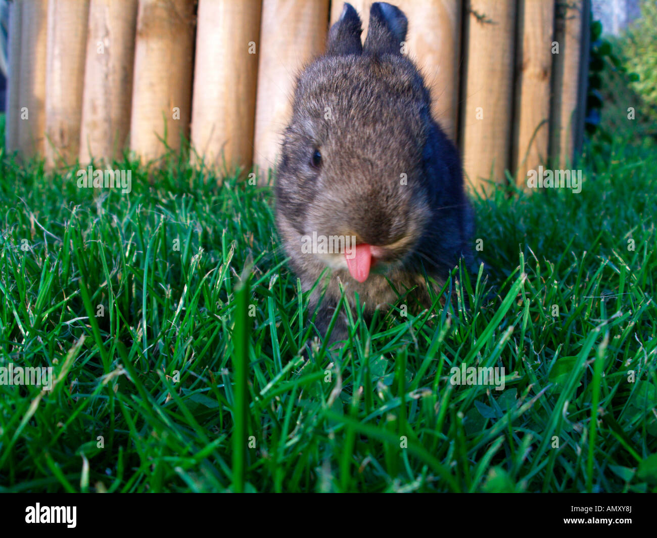 Conies hi-res stock photography and images - Alamy