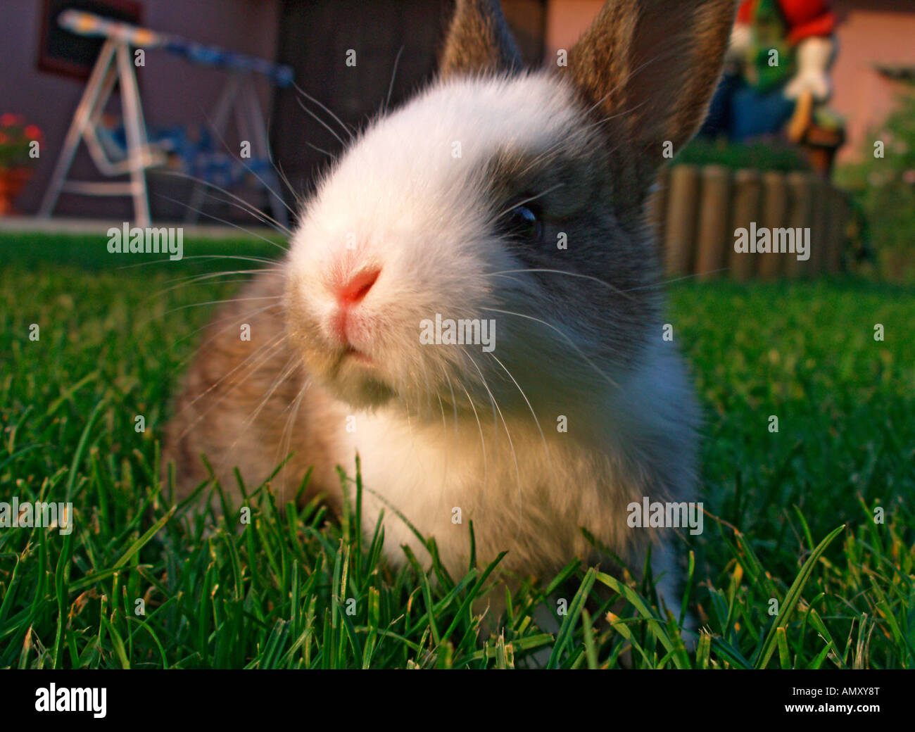 Conies hi-res stock photography and images - Alamy