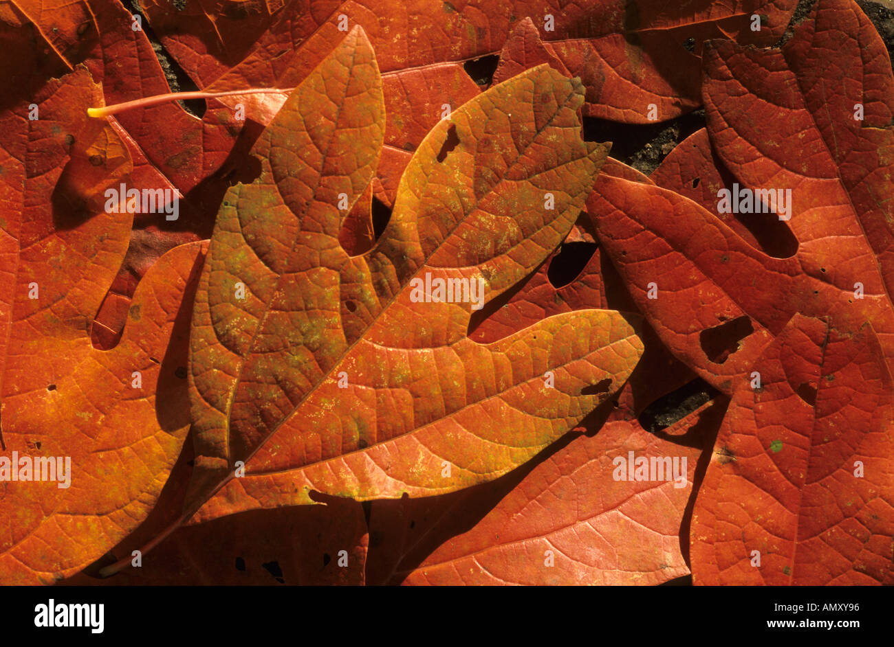 fall coloured Sassafras leaves Stock Photo - Alamy