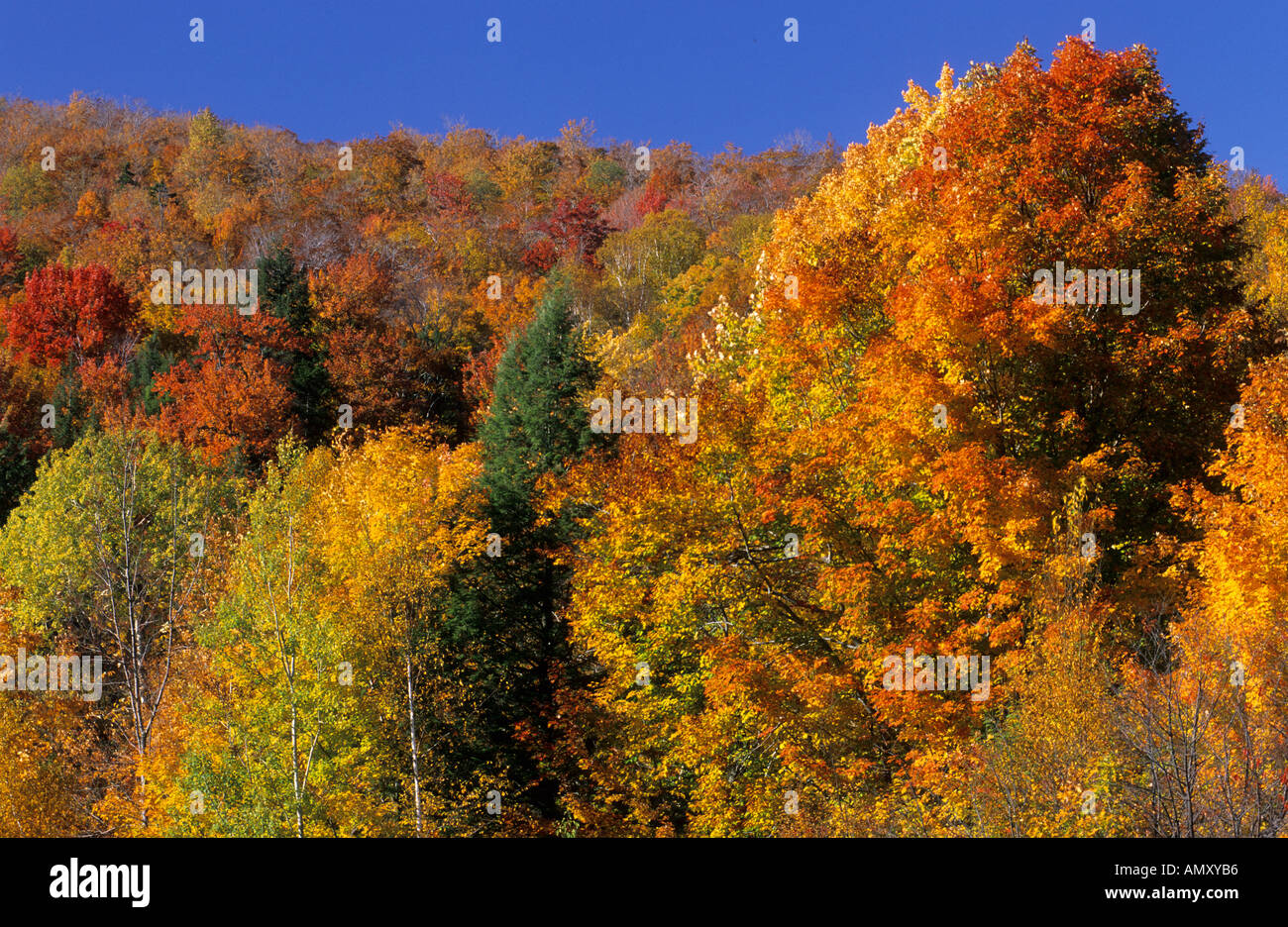 fall coloured maple trees in the Green Mountains Stock Photo - Alamy