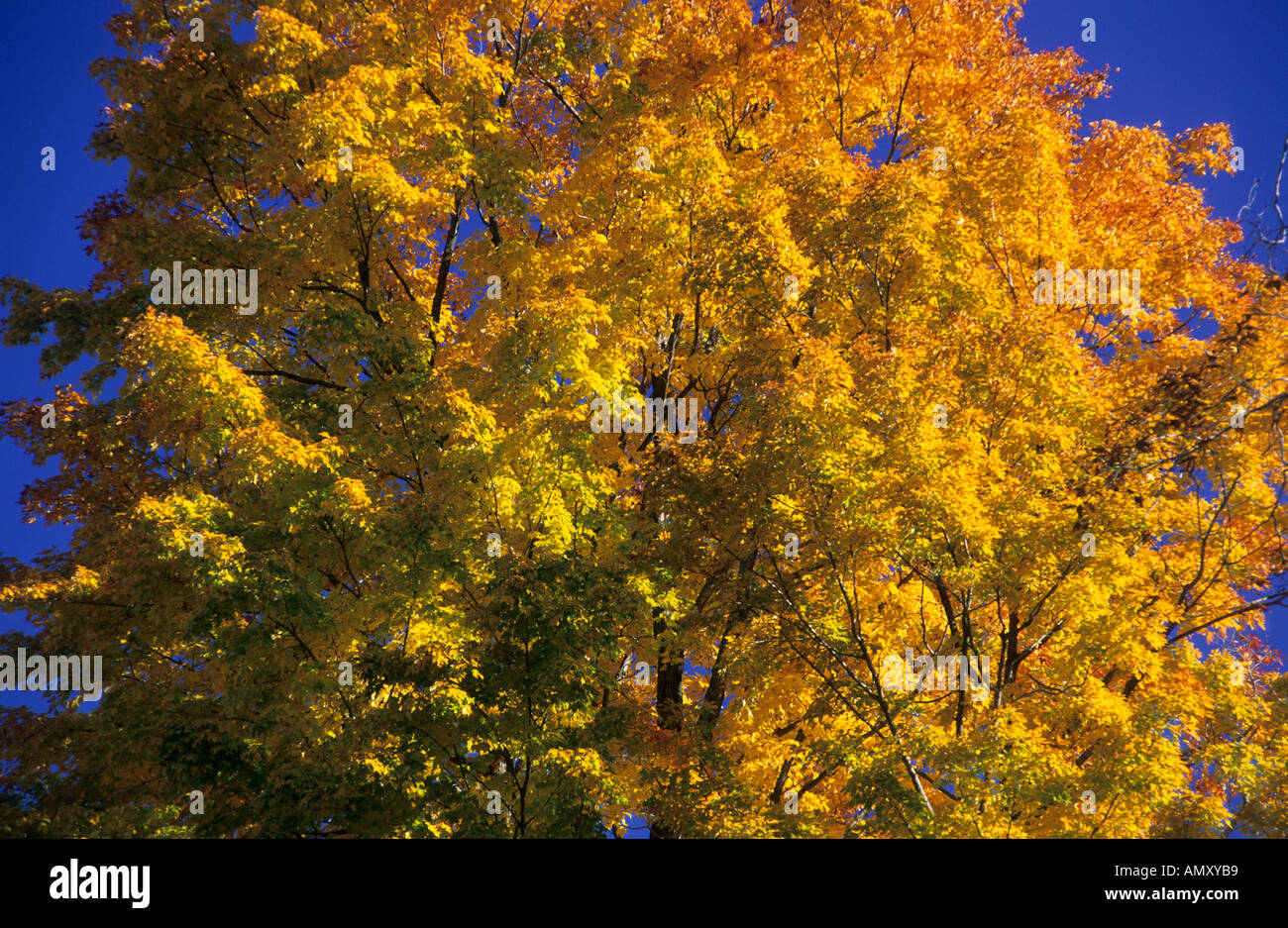 fall coloured maple trees in the Green Mountains Stock Photo - Alamy