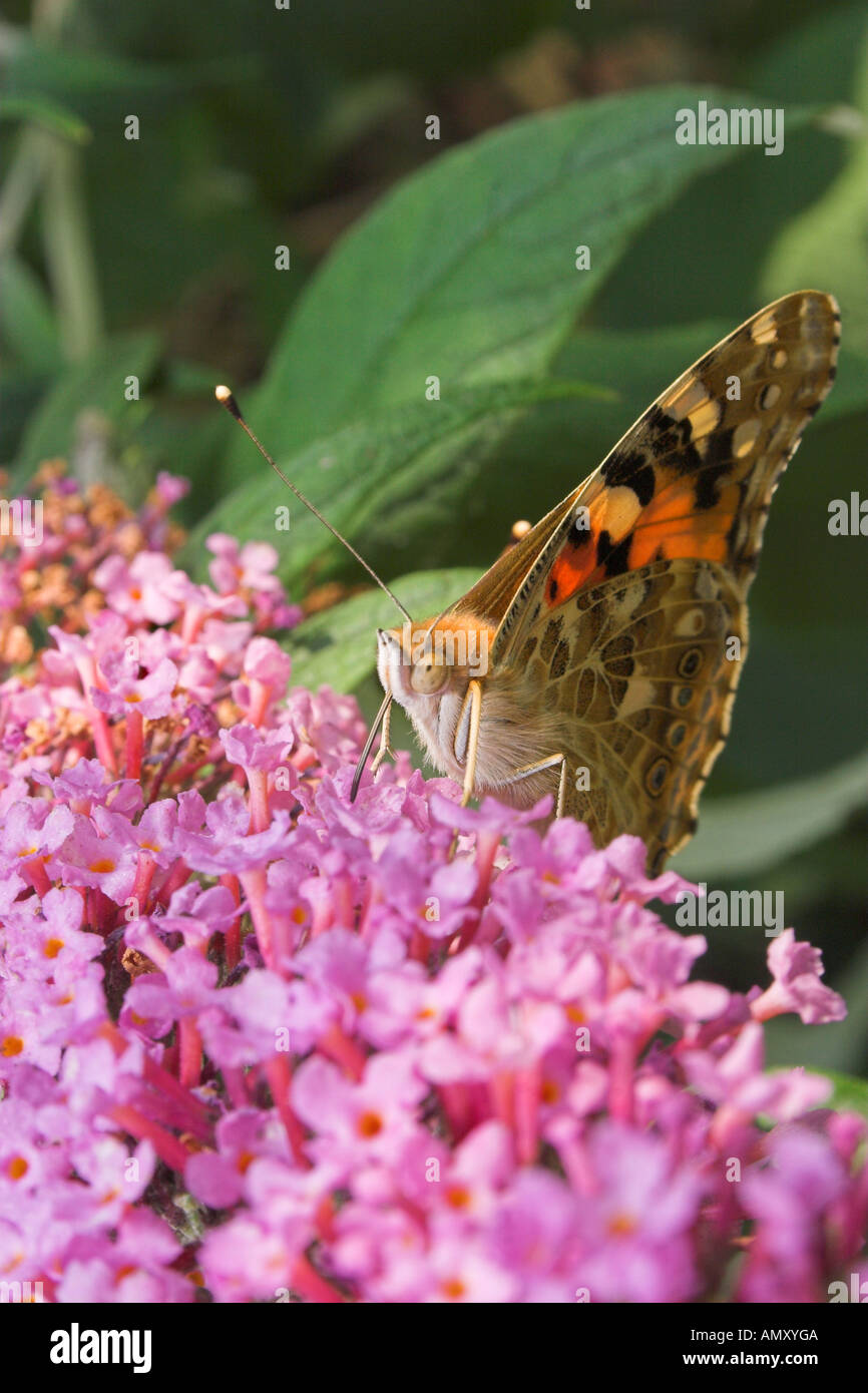 Painted lady butterfly wings closed hi-res stock photography and images ...