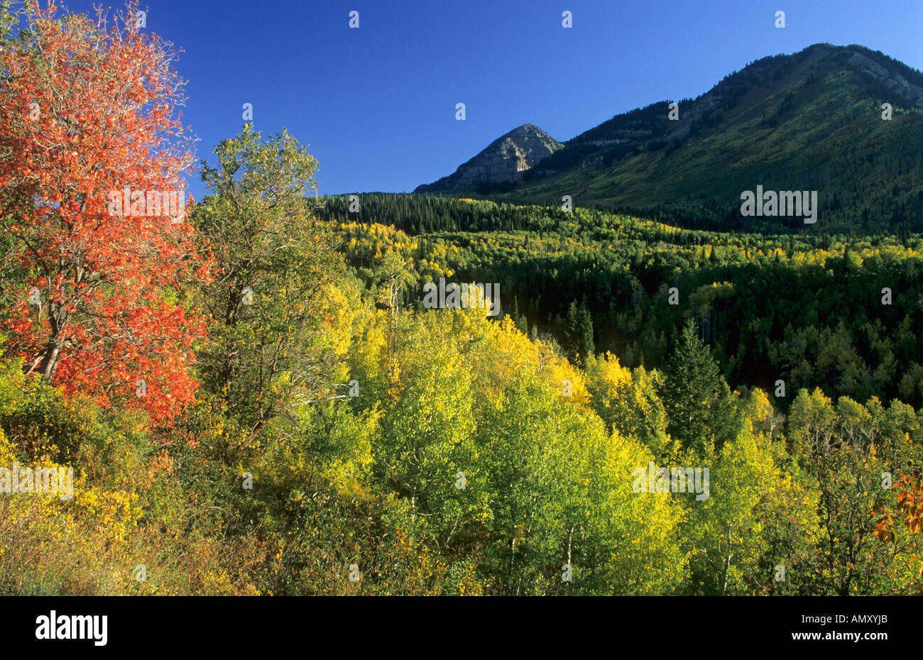 indian summer at Mount Timpanogos Wasatch Range Utah USA Stock Photo ...