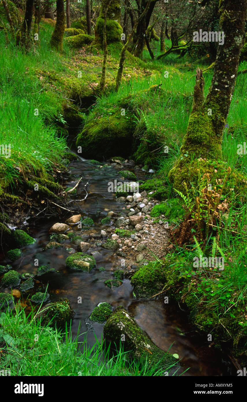 Woodland stream Suinart Scotland Stock Photo - Alamy