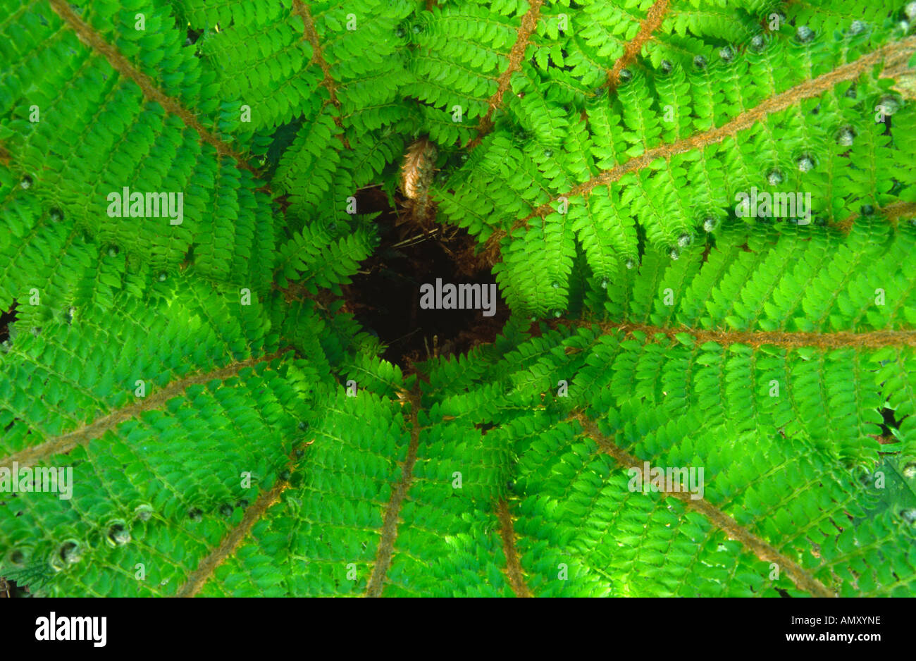 Conical crown hi-res stock photography and images - Alamy