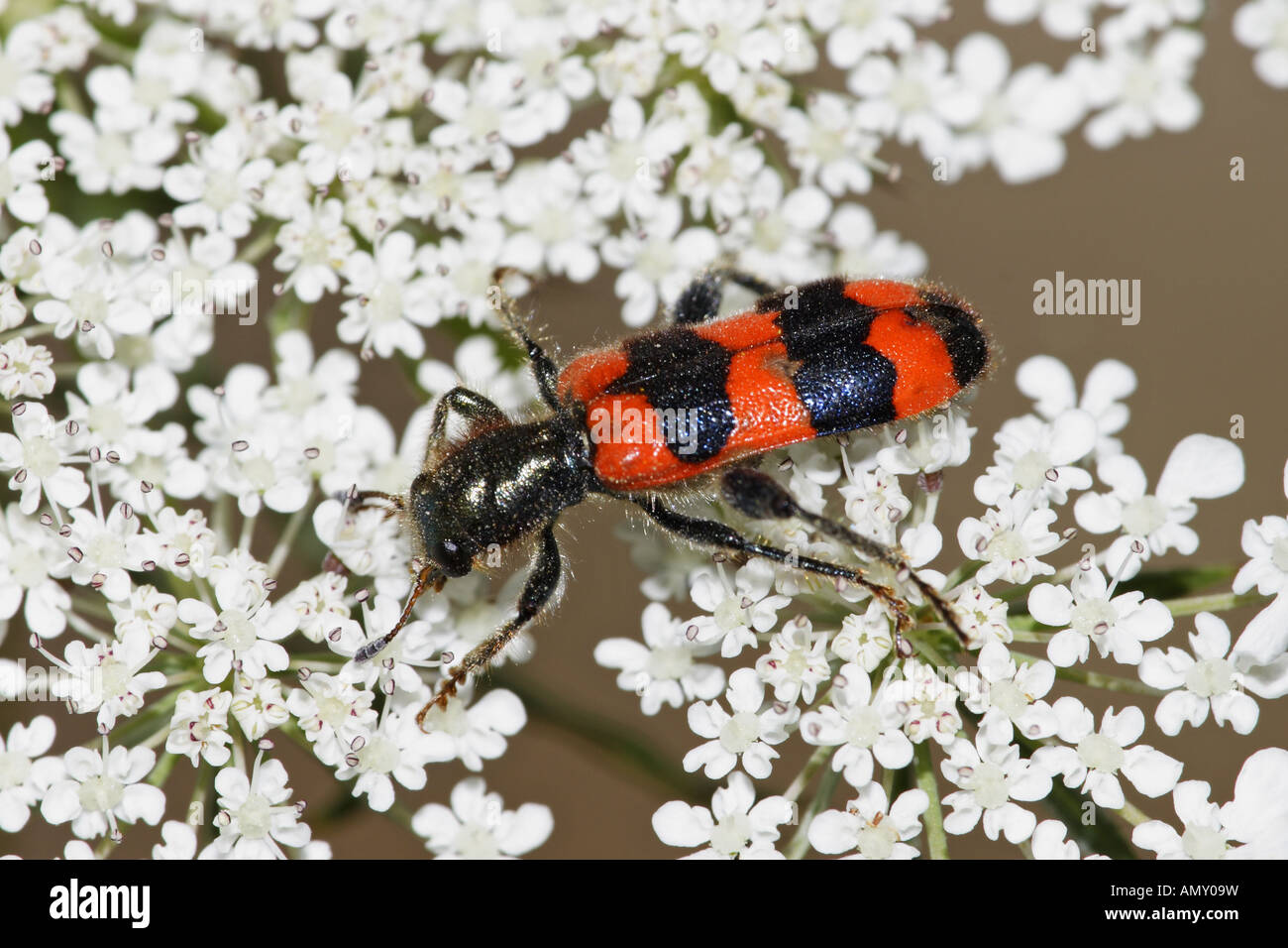 Trichodes apiarius beetle hi-res stock photography and images - Alamy