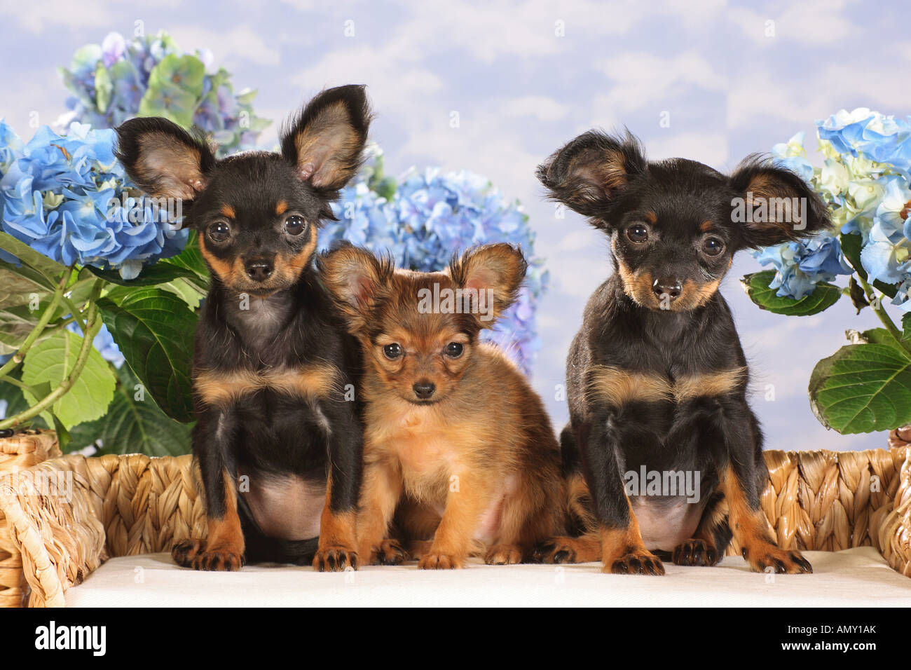 Toy Terrier - three puppies on dog sofa Stock Photo - Alamy