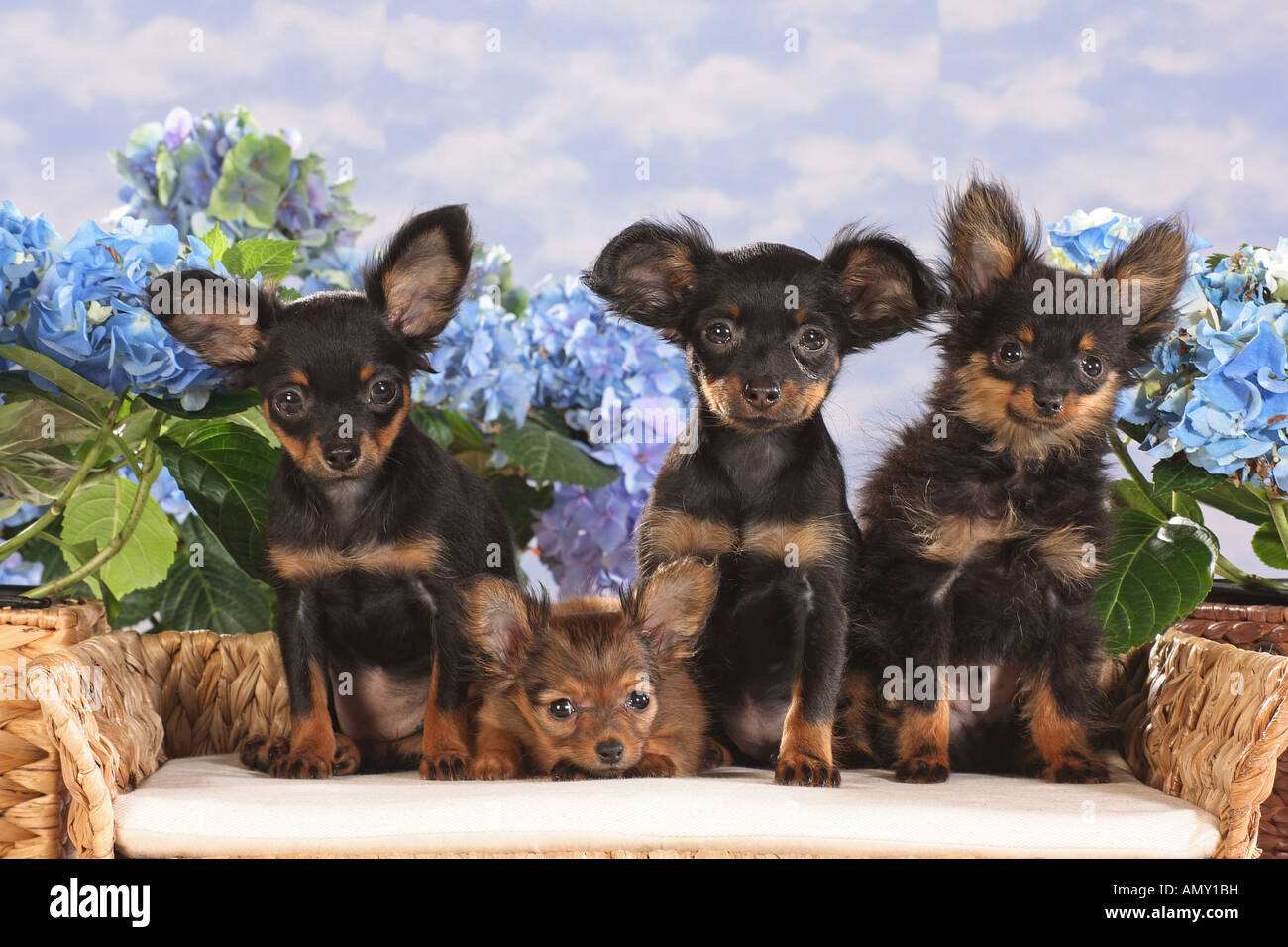 Toy Terrier - four puppies on dog sofa Stock Photo - Alamy