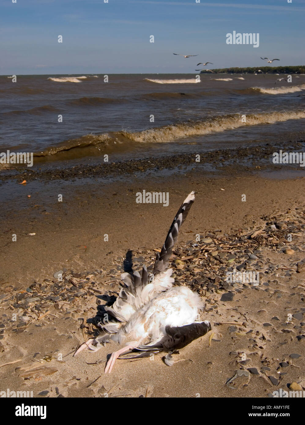 Dead seagull at Lake Erie State Park New York USA Stock Photo - Alamy