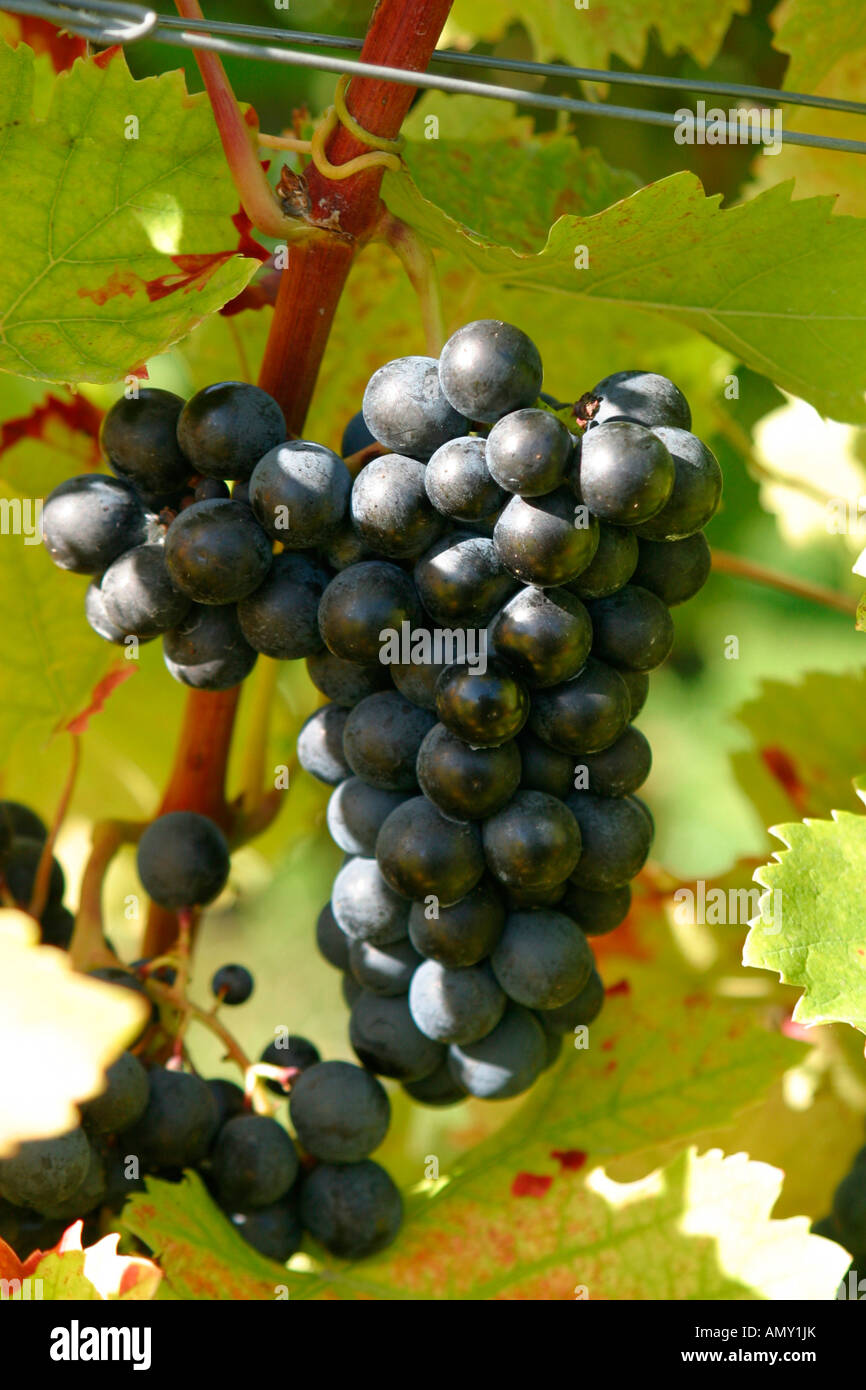 Grapes on plants hi-res stock photography and images - Alamy