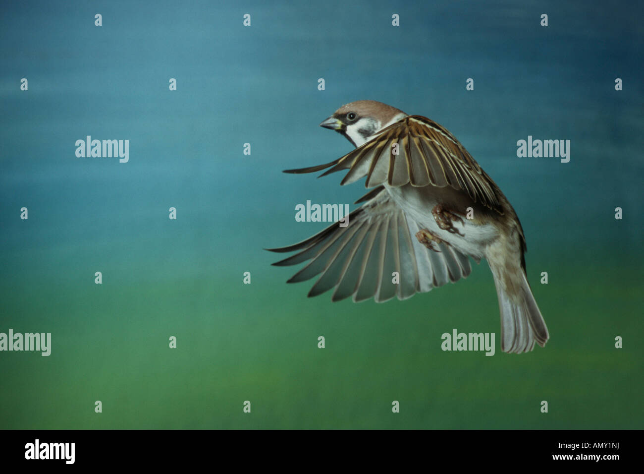 Sparrow photographs hi-res stock photography and images - Alamy