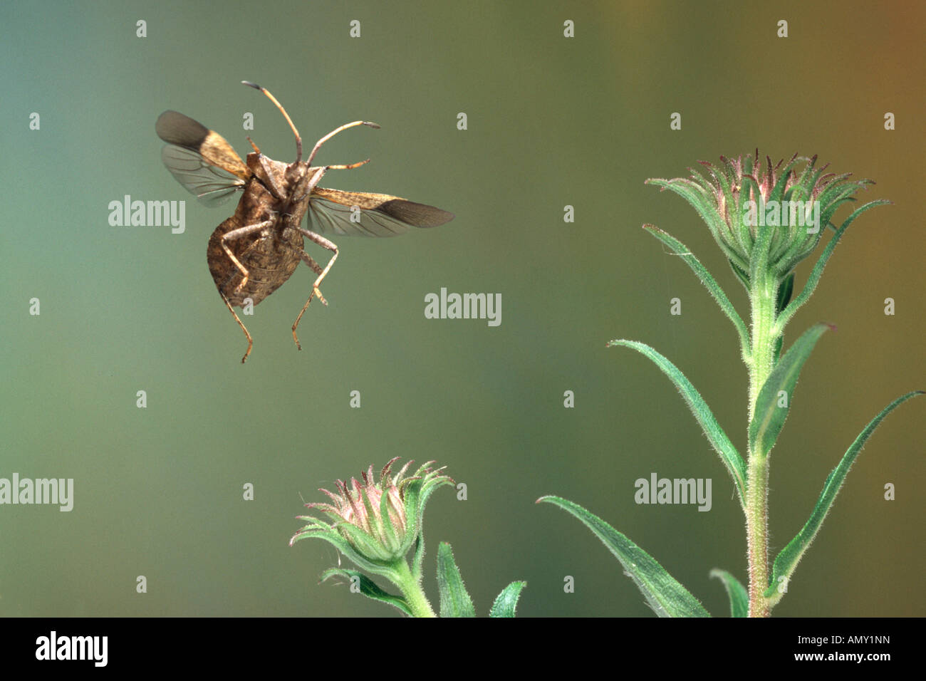 Insect heteroptera hi-res stock photography and images - Alamy