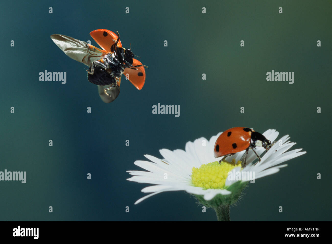 Close-up of ladybugs pollinating daisy flower Stock Photo - Alamy