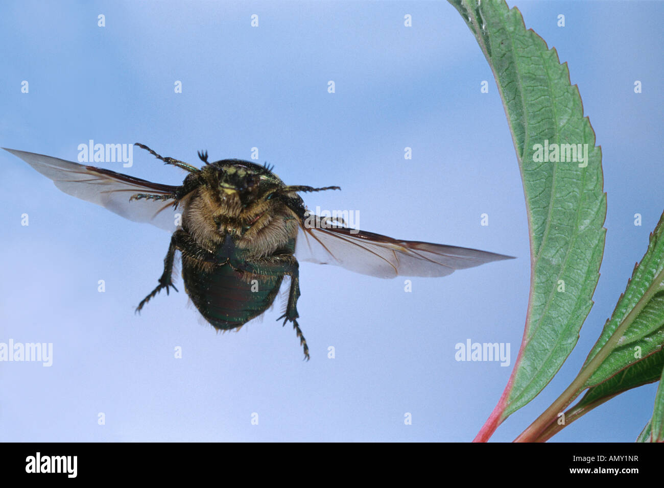 Close-up of beetle flying near leaf Stock Photo - Alamy