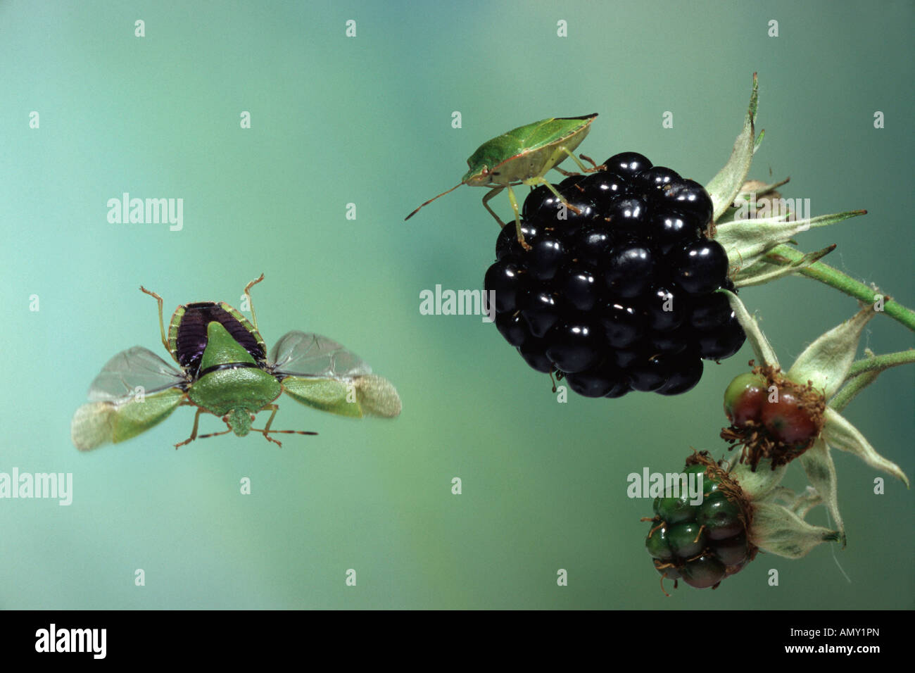 Green stinking bugs on blackberry Stock Photo - Alamy