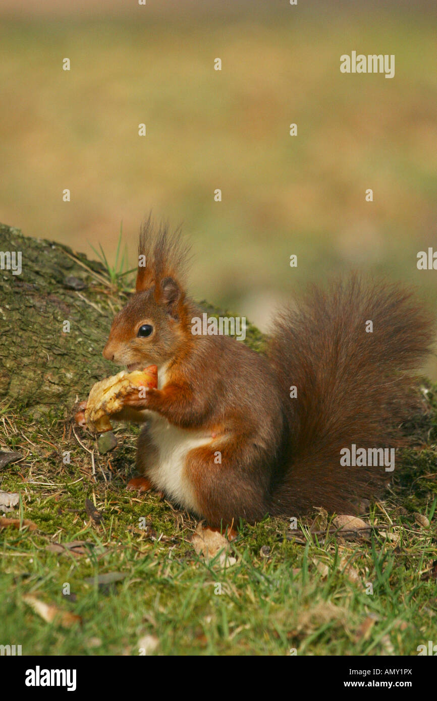 Side profile of squirrel Stock Photo - Alamy