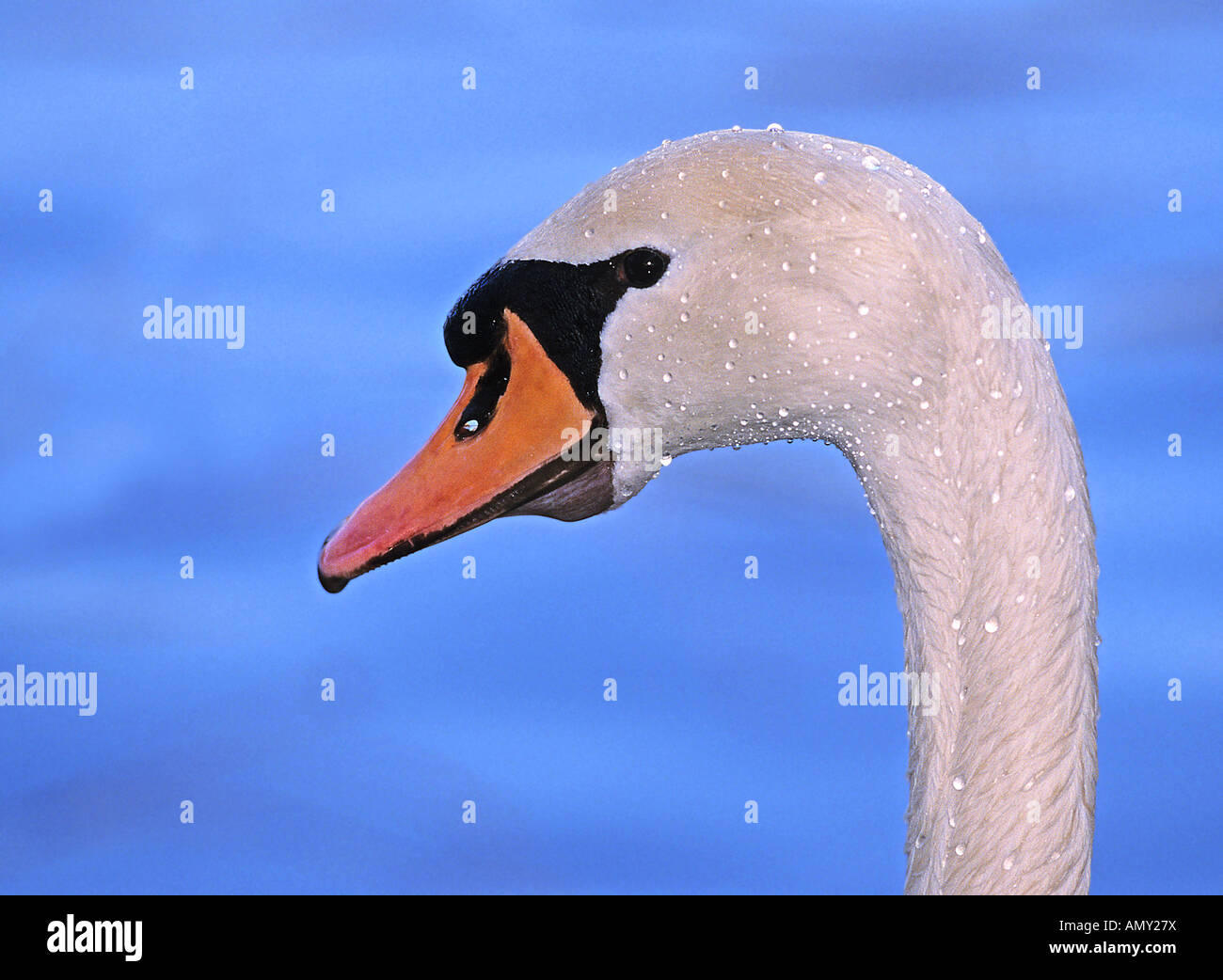 Close-up of swan's face Stock Photo - Alamy