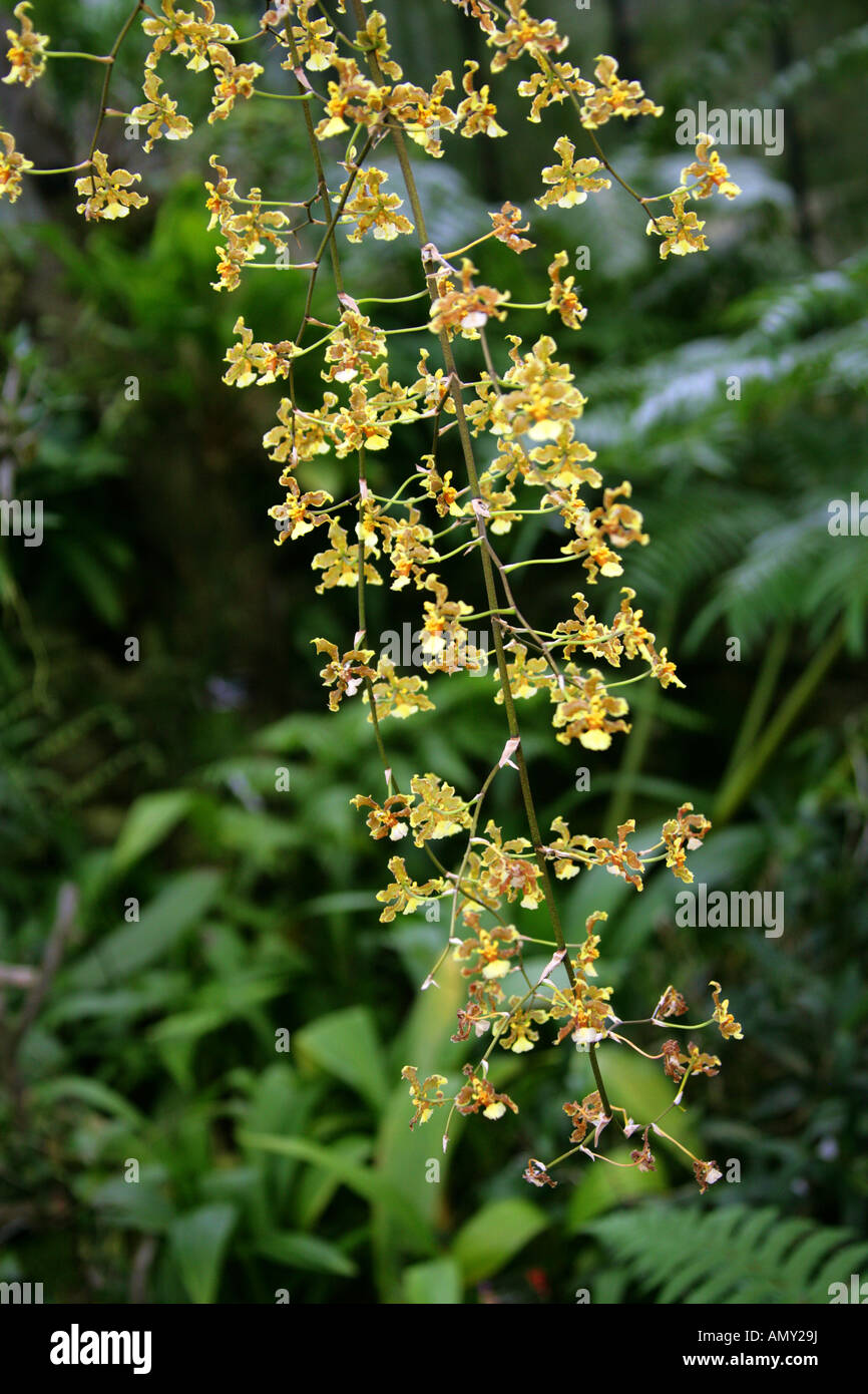 Yellow oncidium orchid flowers hi-res stock photography and images - Alamy
