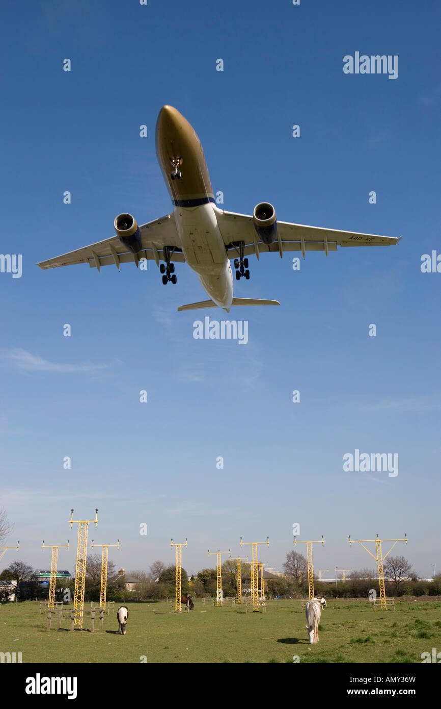 Low angle view of plane taking off over animals grazing on grassy ...
