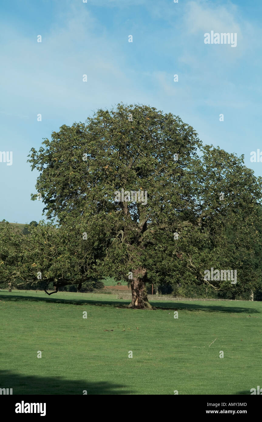 England, green, countryside, English, landscape, rural, greenery, tree ...