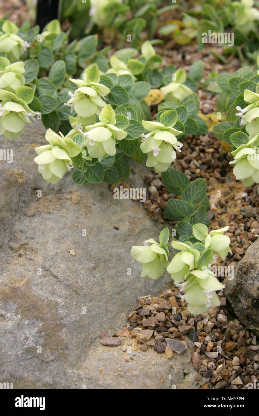 Origanum rotundifolium herb hi-res stock photography and images - Alamy