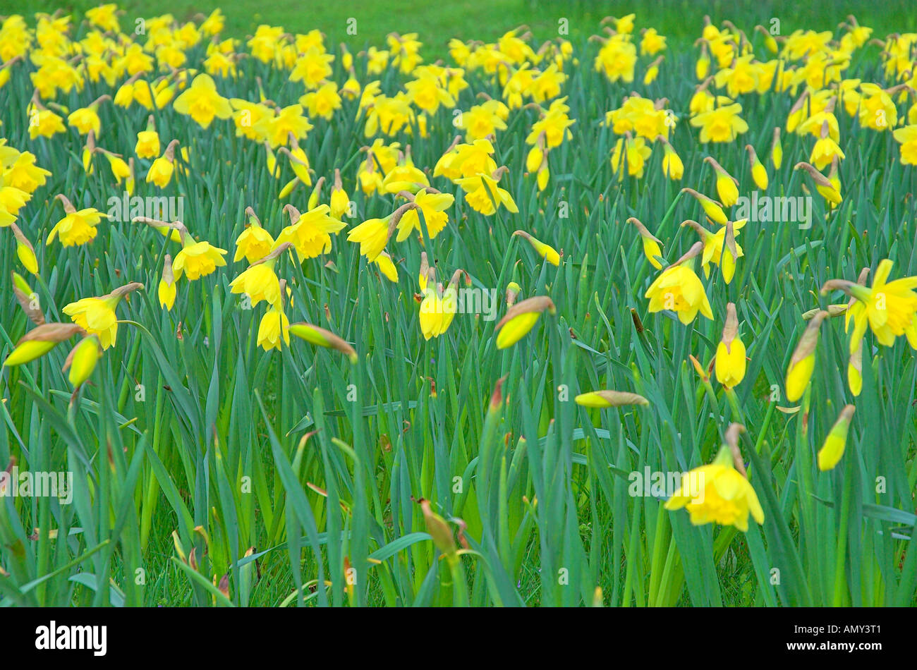 House daffodils hi-res stock photography and images - Alamy