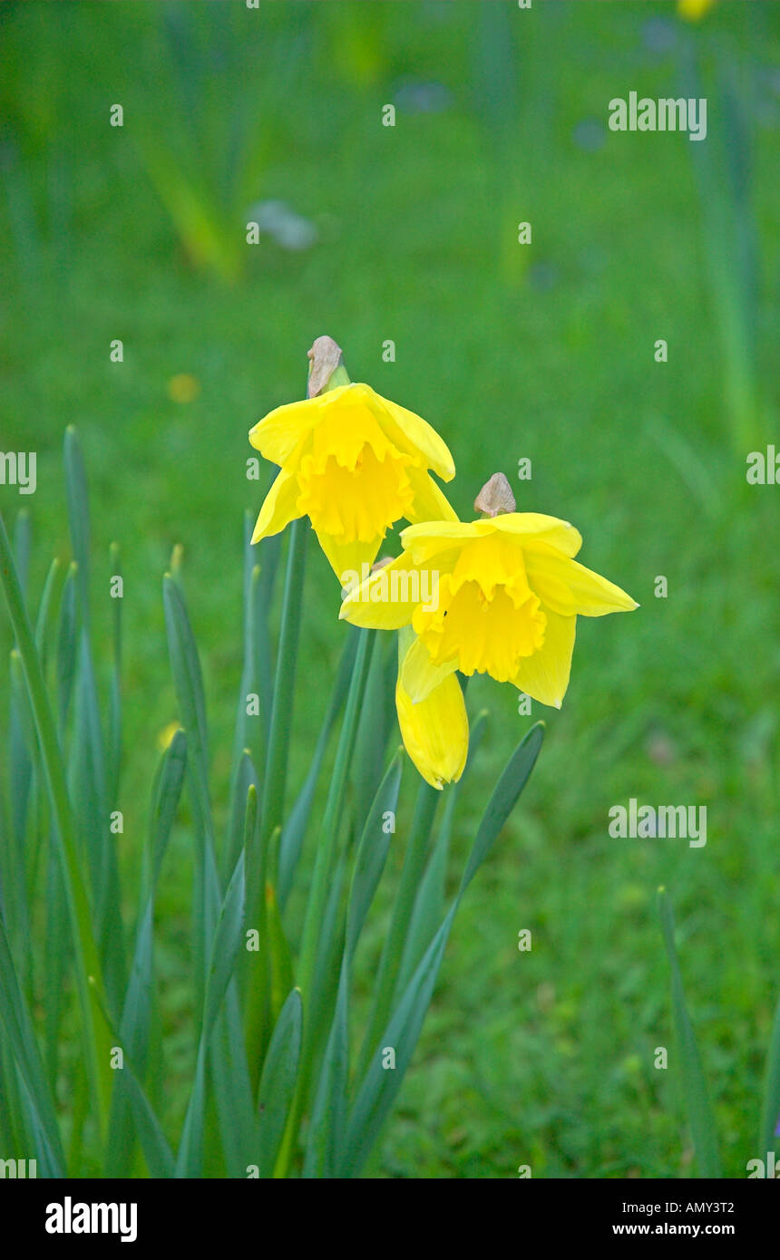 Daffodils at Paxton House Scottish Borders Stock Photo - Alamy