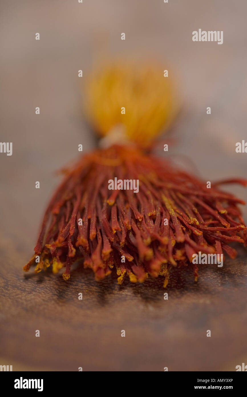 Close-up of saffron Stock Photo - Alamy