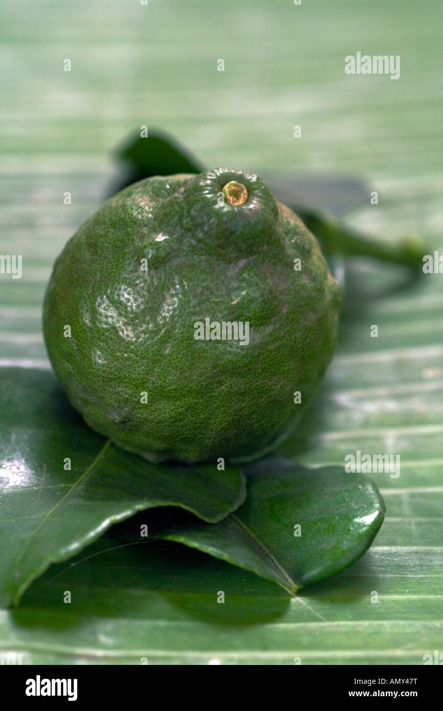 Close-up of lemon and leaves Stock Photo - Alamy