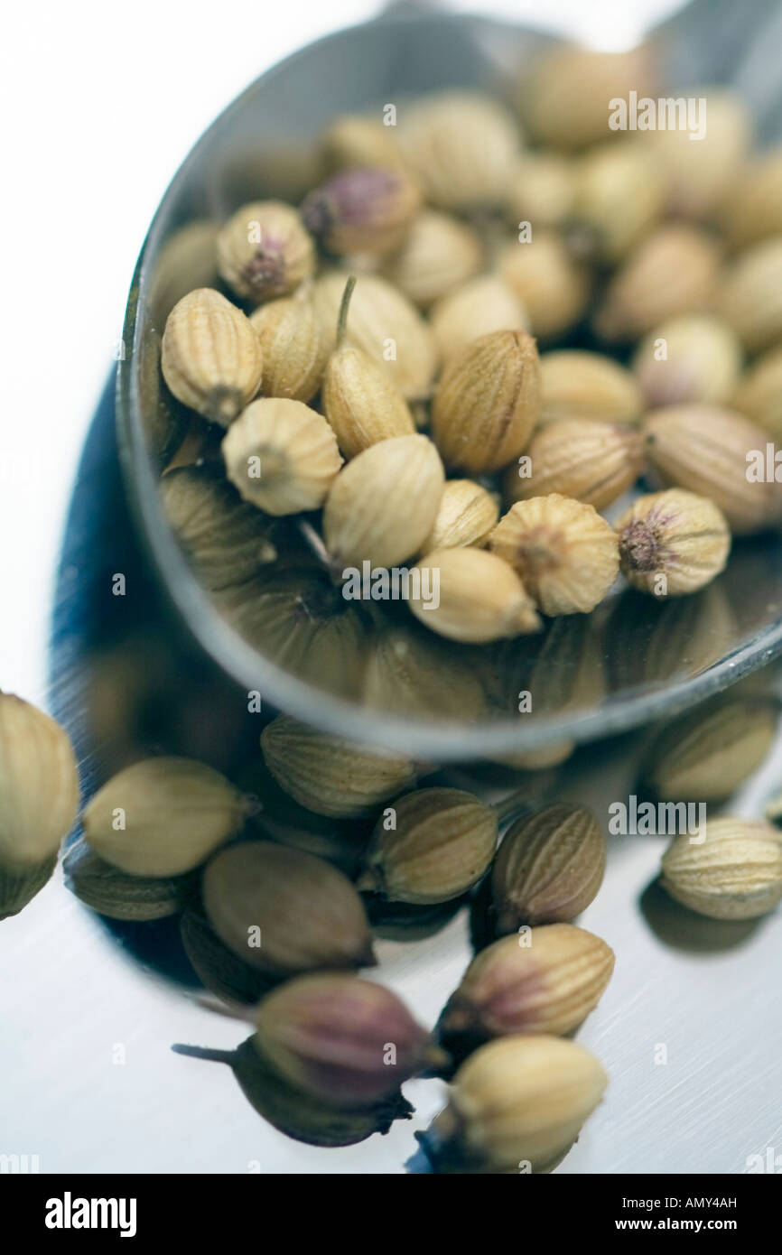 Close-up of coriander seeds on spoon Stock Photo - Alamy