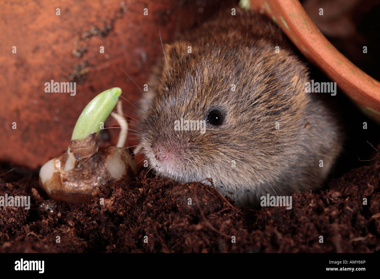 Short-tailed vole Microtus agrestis in old clay flower pots Potton ...