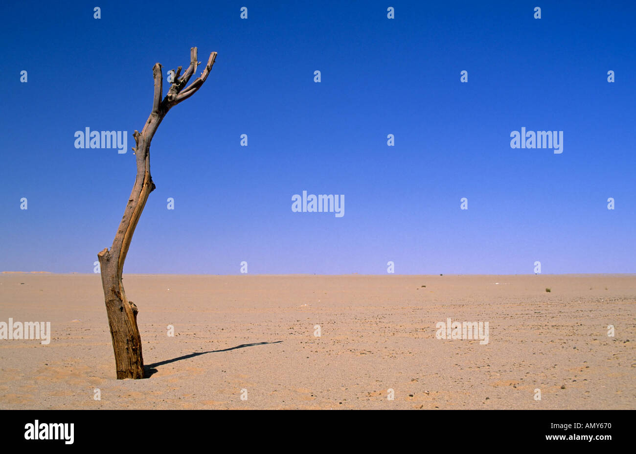 Dead tree in the Sahara Desert, Mauritania Stock Photo - Alamy