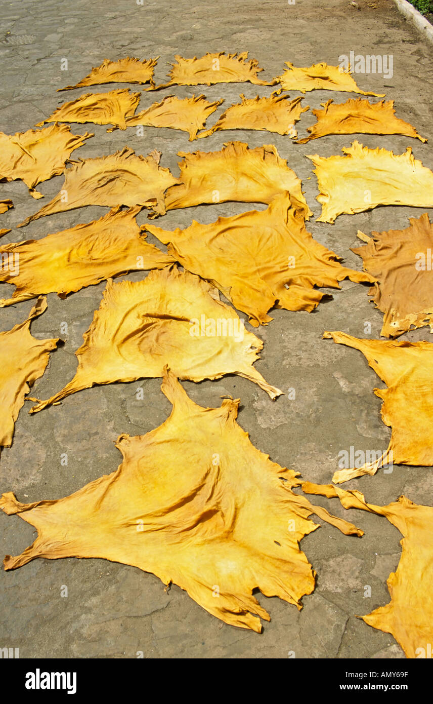 Leather hides drying in the sun, Bamako, Mali Stock Photo - Alamy