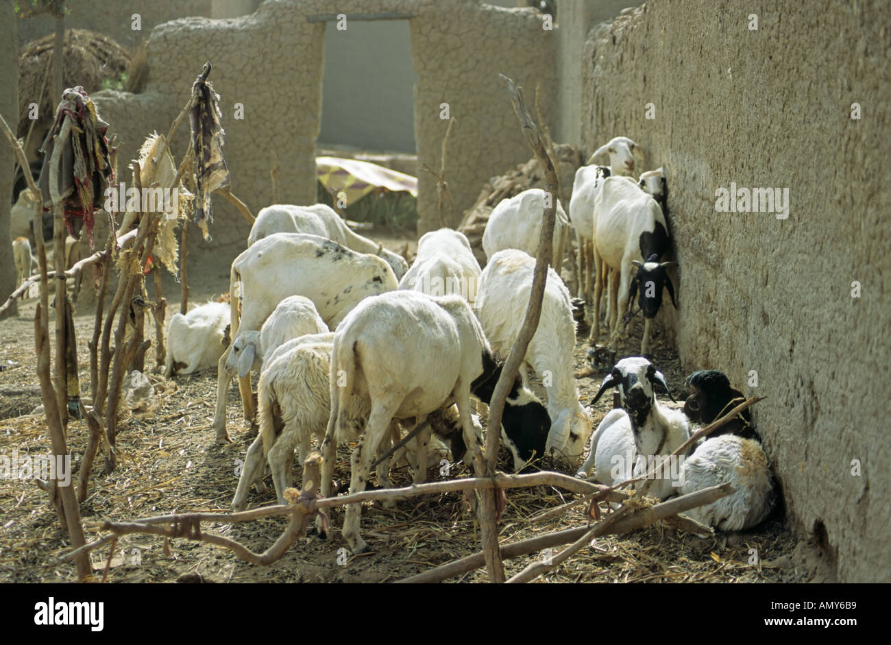 Sheep in a Fulani village, near Mopti, Mali Stock Photo - Alamy
