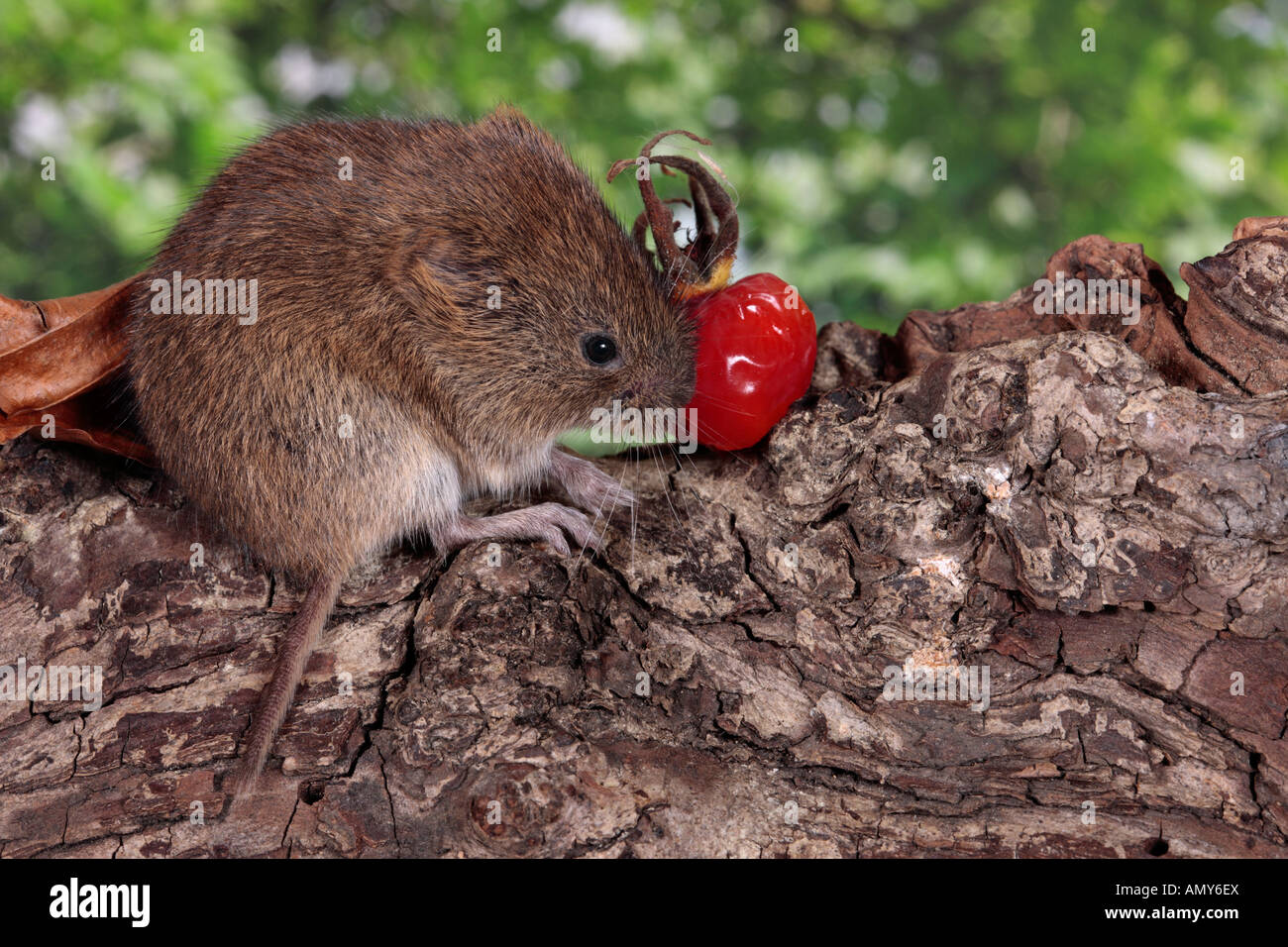 Short tailed vole microtus hi-res stock photography and images - Alamy