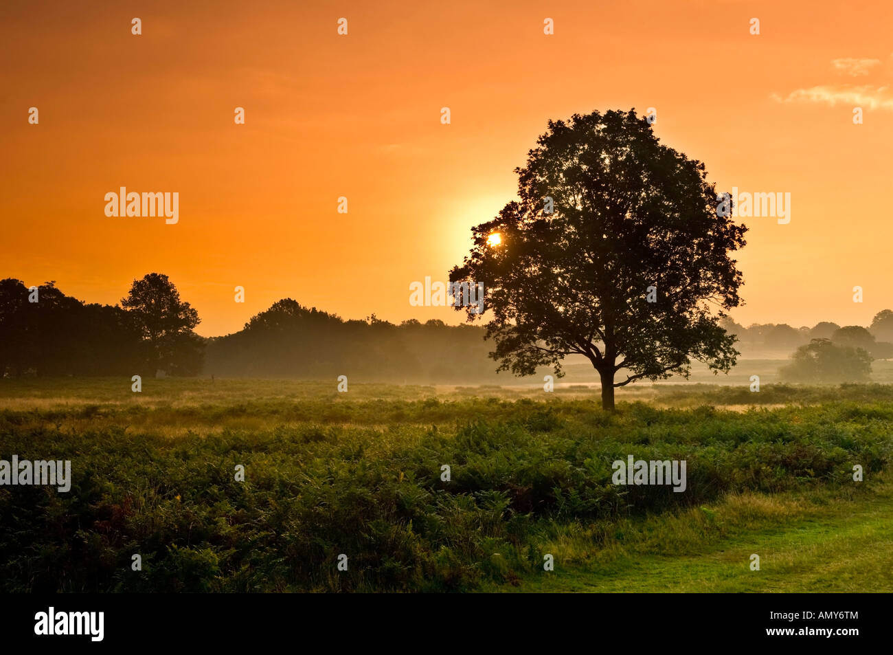 Sunrise in Richmond Park Richmond Greater London England UK Stock Photo ...