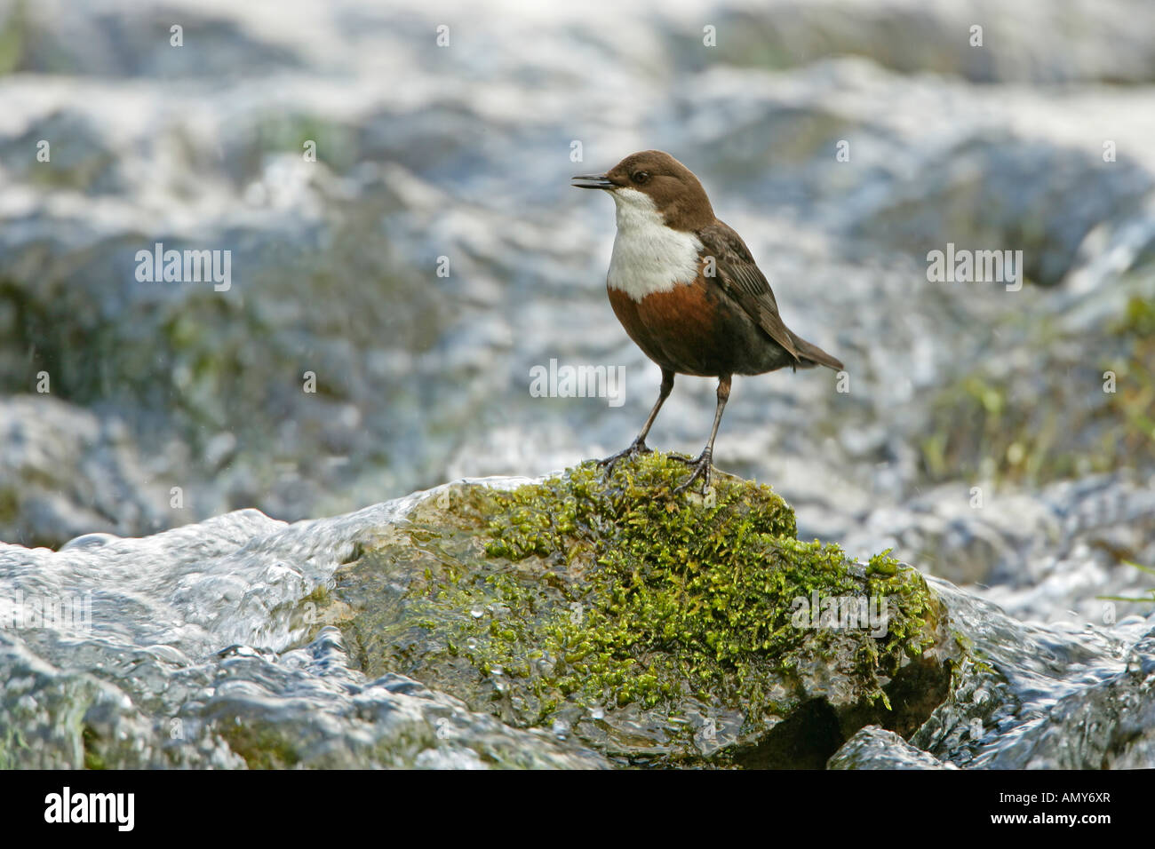 Dipper bird england hi-res stock photography and images - Alamy
