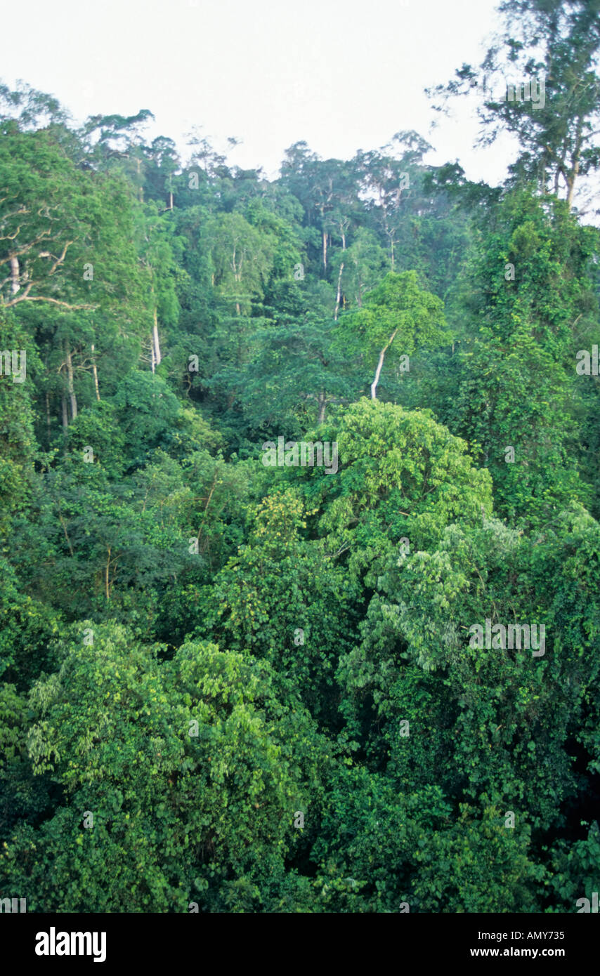 Rainforest at Kakum National Park, Ghana Stock Photo - Alamy