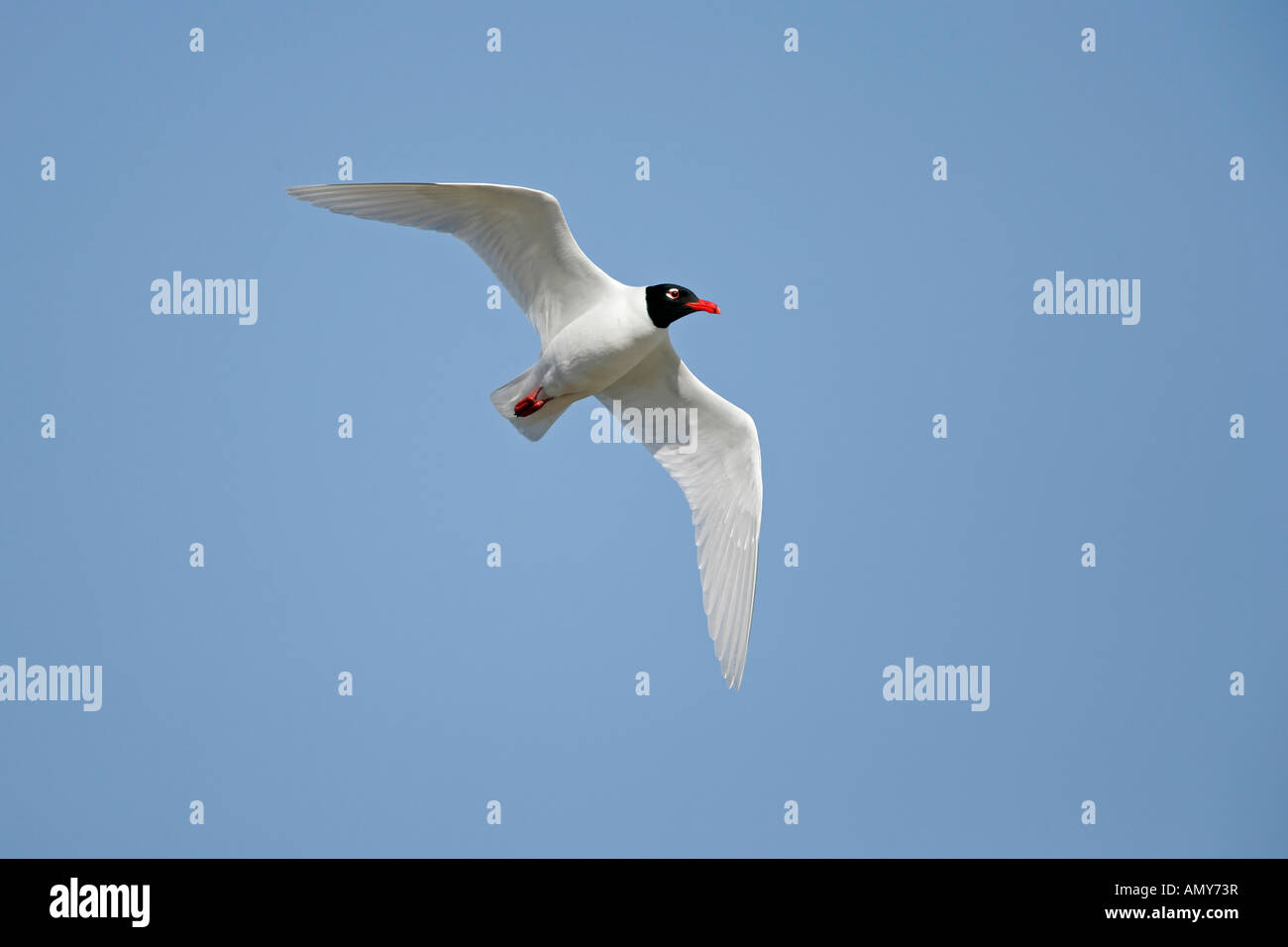 MEDITERRANEAN GULL Larus melanocephalus adult in flight in breeding ...