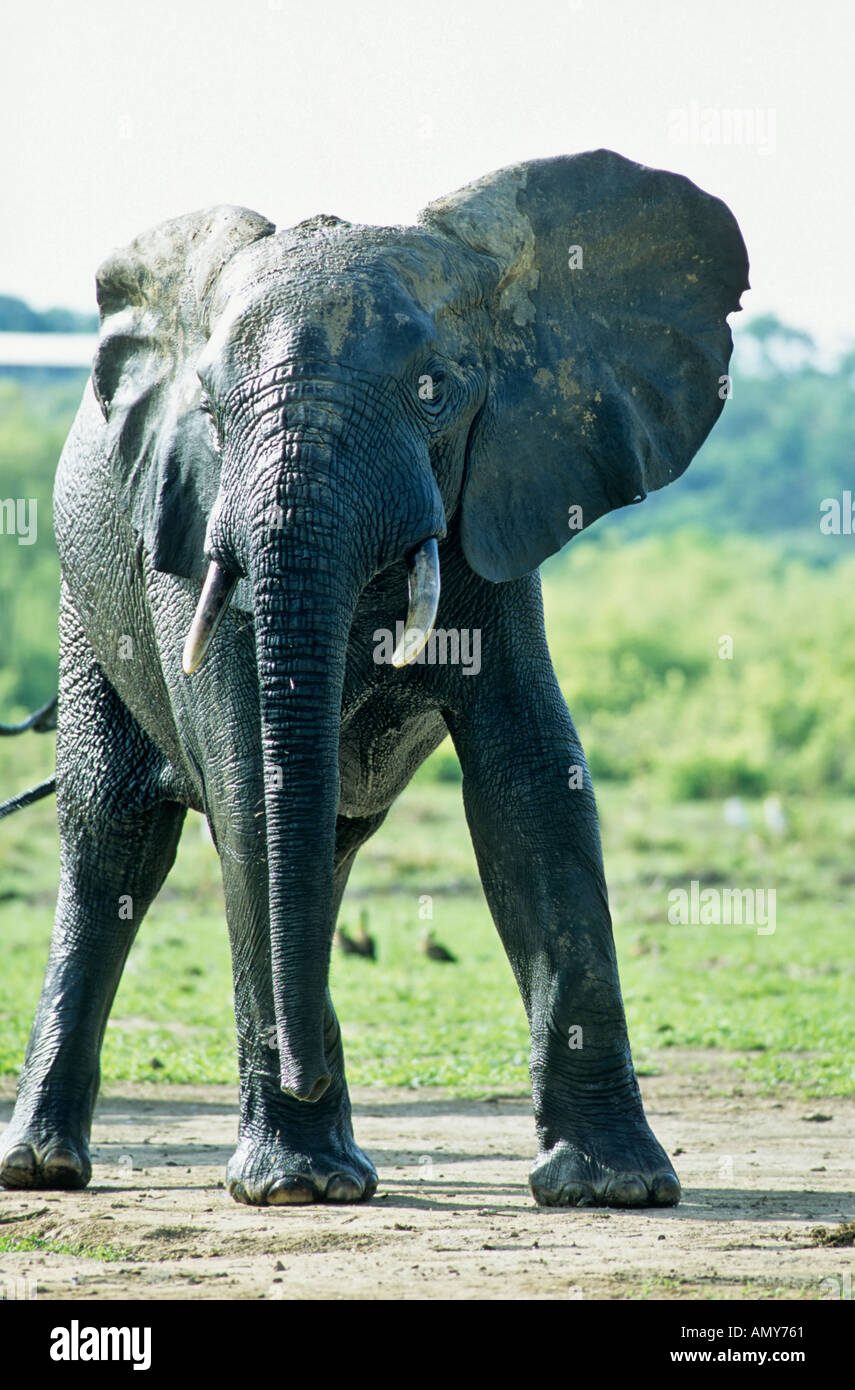 Elephant ghana hi-res stock photography and images - Alamy